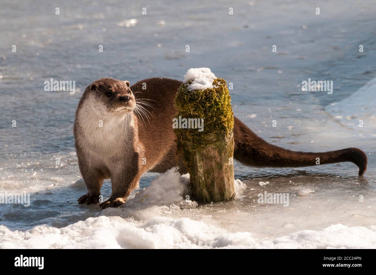 Germany, Brandenburg, European Otter at frozen lake Stock Photo - Alamy