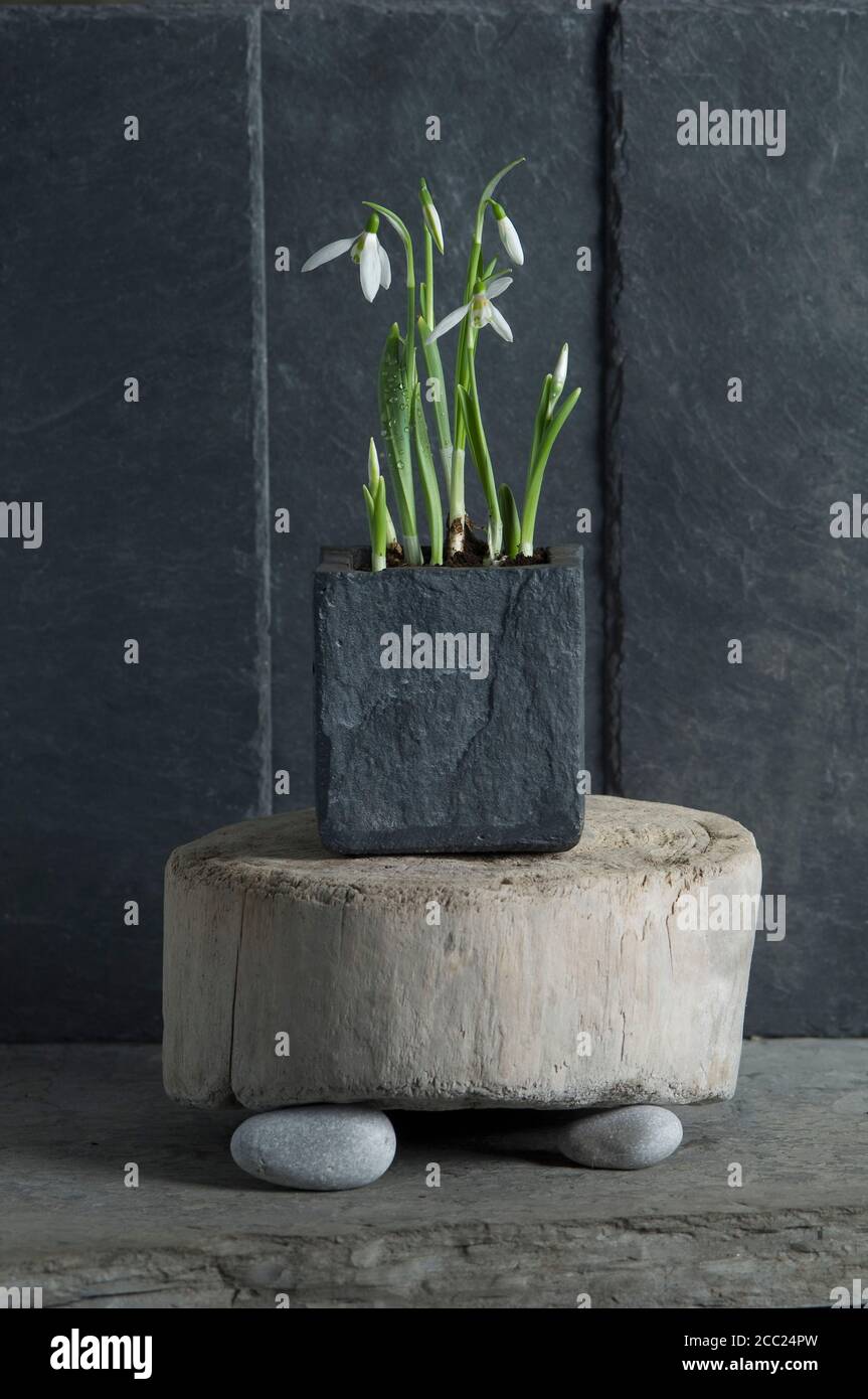 Potted plant of snowdrops, close up Stock Photo - Alamy
