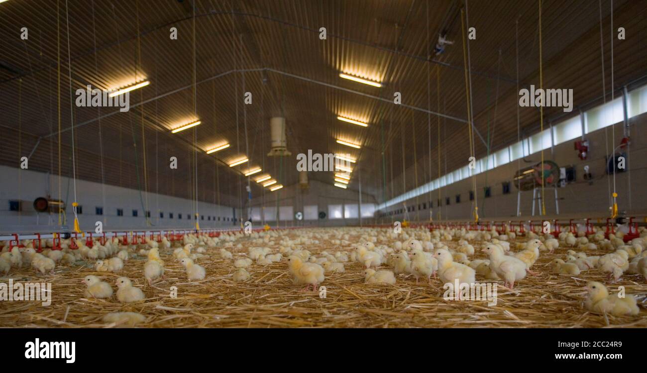 Chicken stable hi-res stock photography and images - Alamy