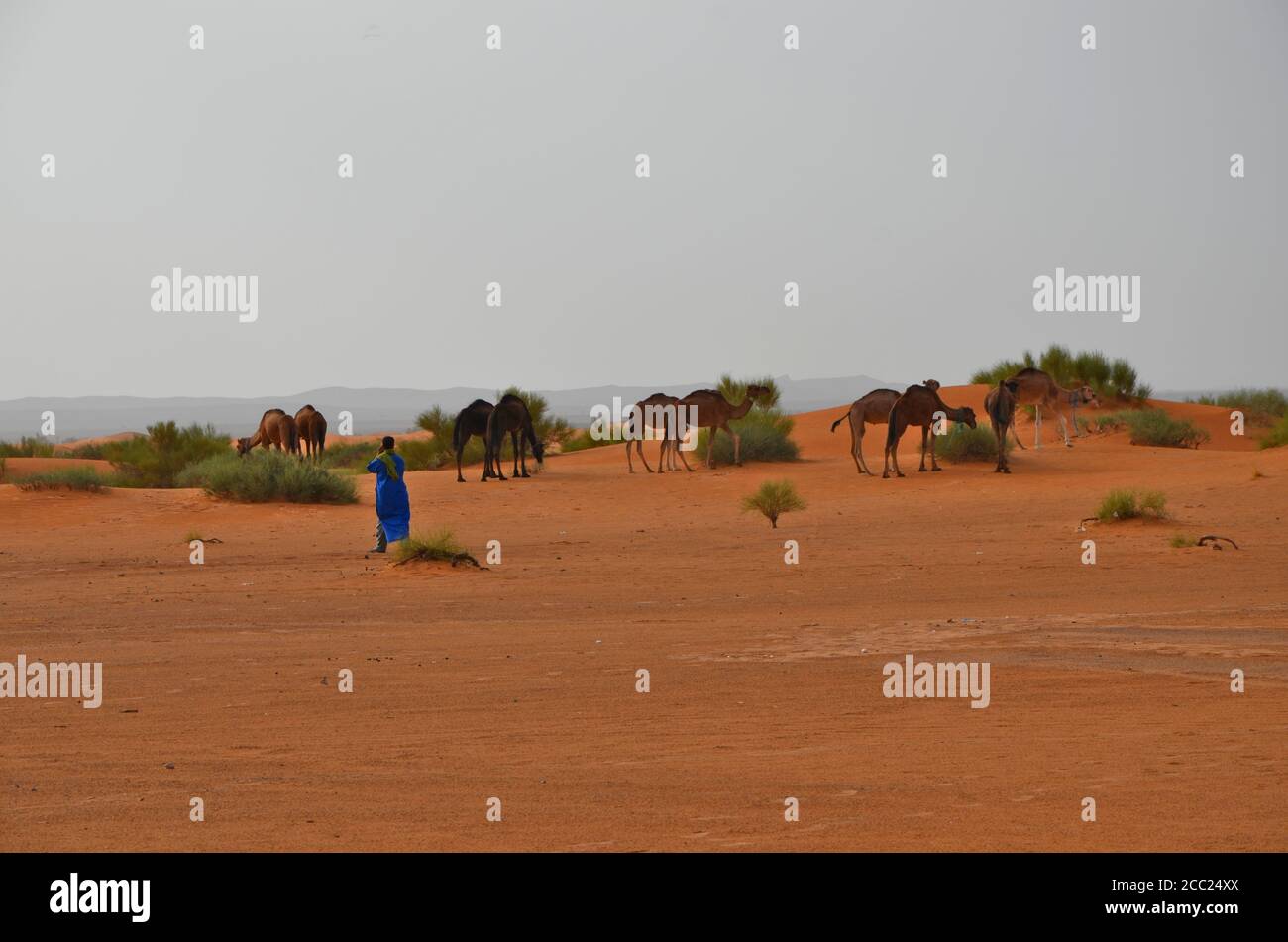 Berber people camels hi-res stock photography and images - Alamy
