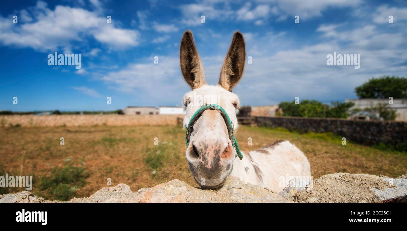 Spain, Menorca, Donkey near stonewall Stock Photo - Alamy