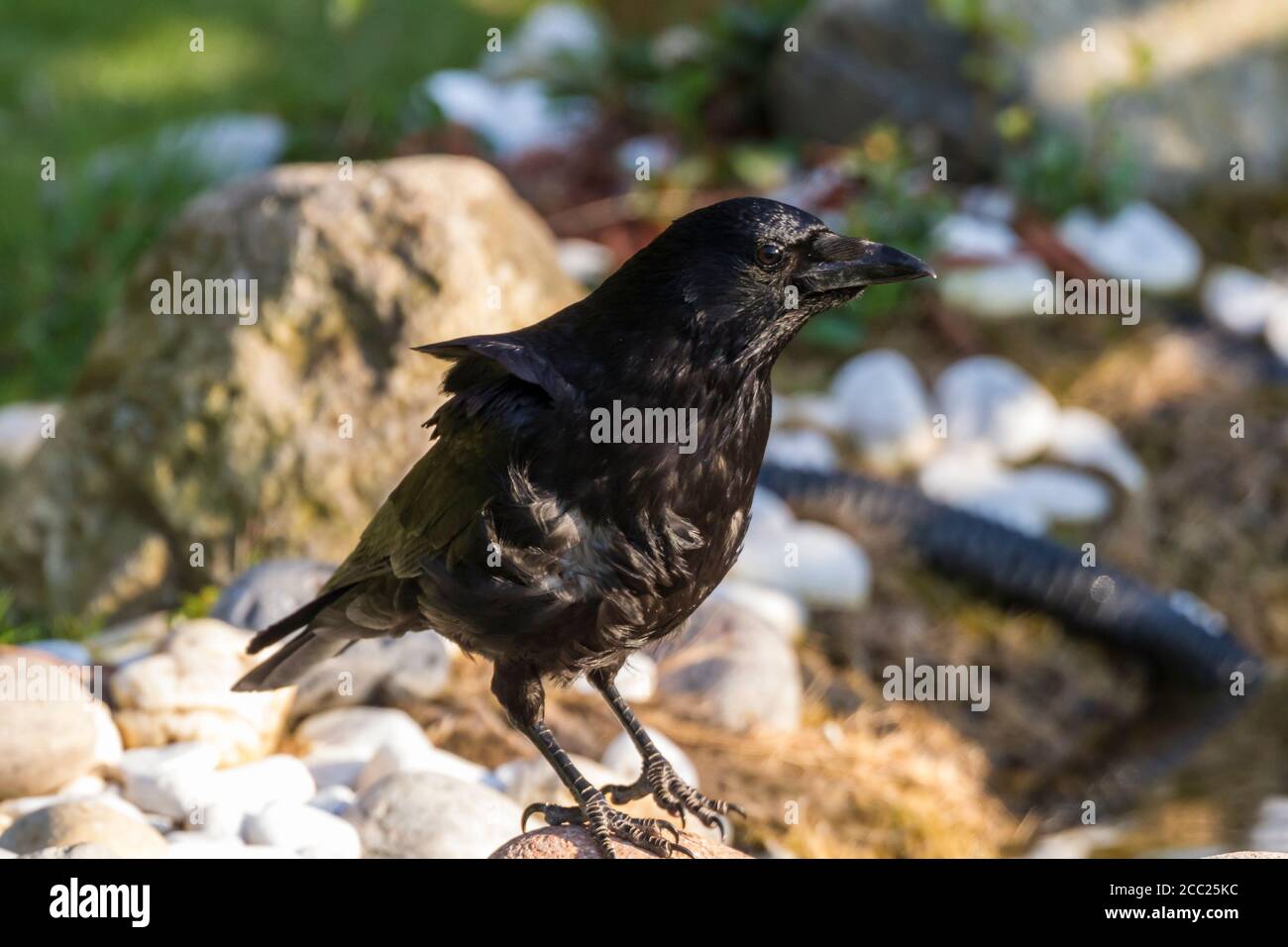 The crow stone hi-res stock photography and images - Alamy