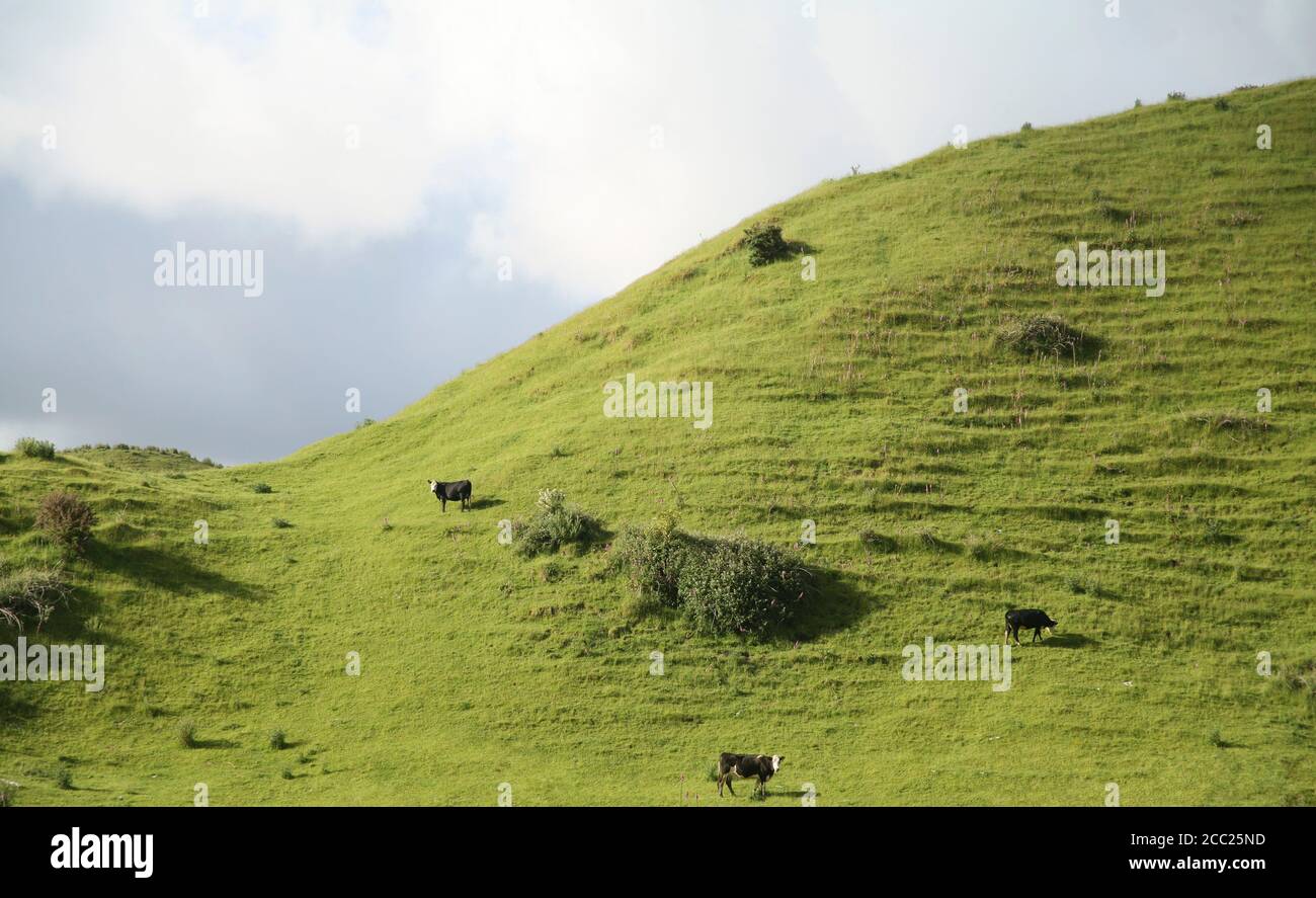New Zealand, Cattle on pasture land Stock Photo - Alamy