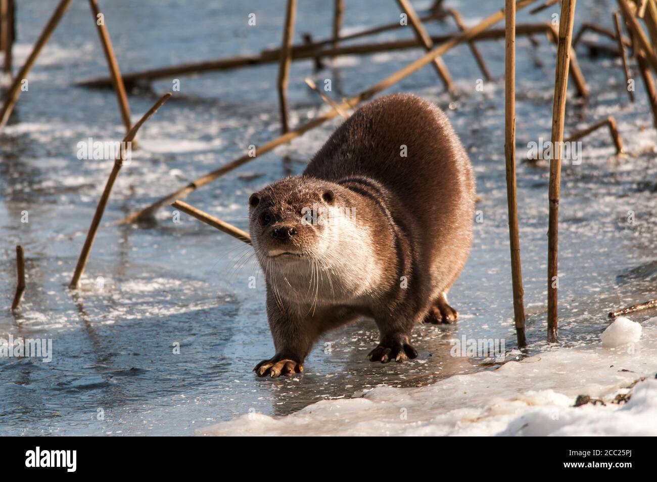 Germany, Brandenburg, European Otter at frozen lake Stock Photo - Alamy