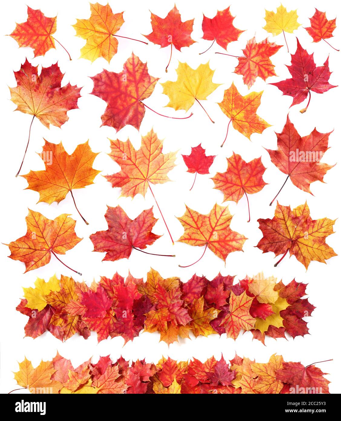 Collection set of beautiful autumn fall maple leaves isolated on white ...