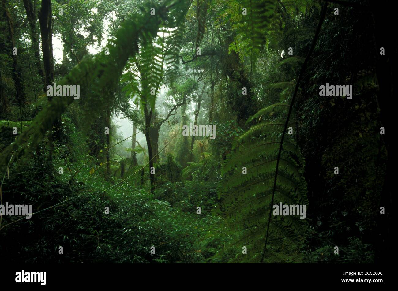 Sabah borneo poring hot springs rainforest hi-res stock photography and ...