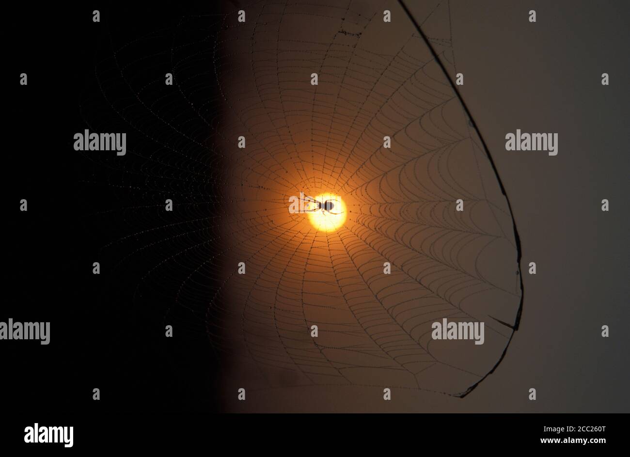 Spider in cobweb, close-up Stock Photo - Alamy