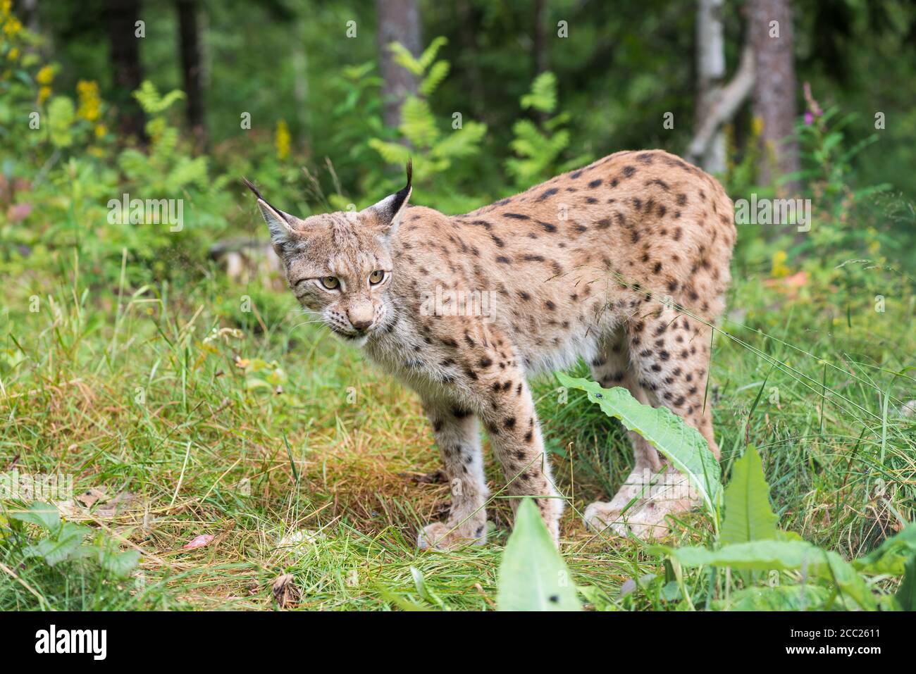 Lynx standing and looking away hi-res stock photography and images - Alamy