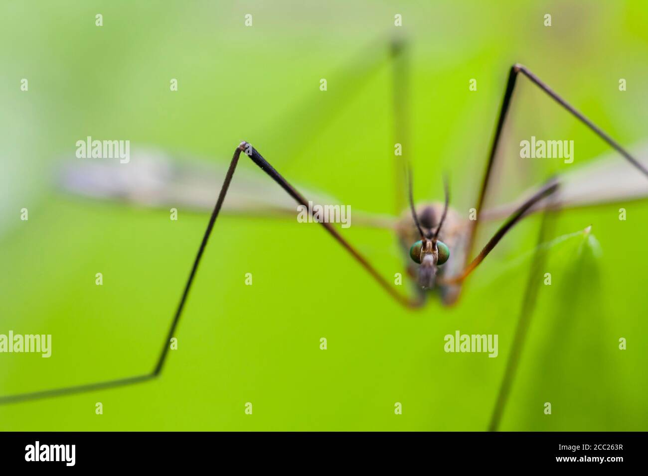 Schnake hi-res stock photography and images - Alamy