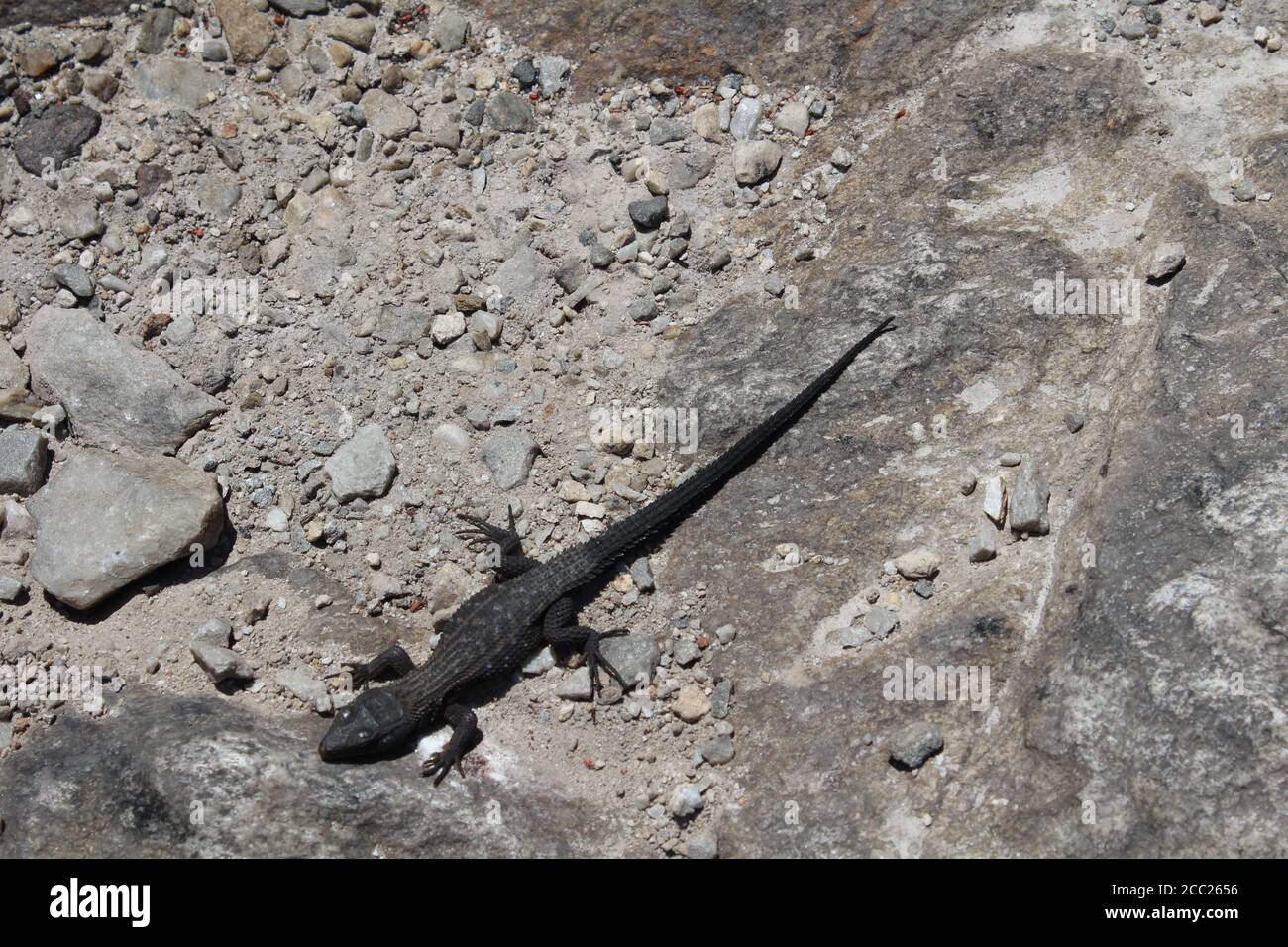 High angle shot of a black lizard on the rocks at daytime Stock Photo ...