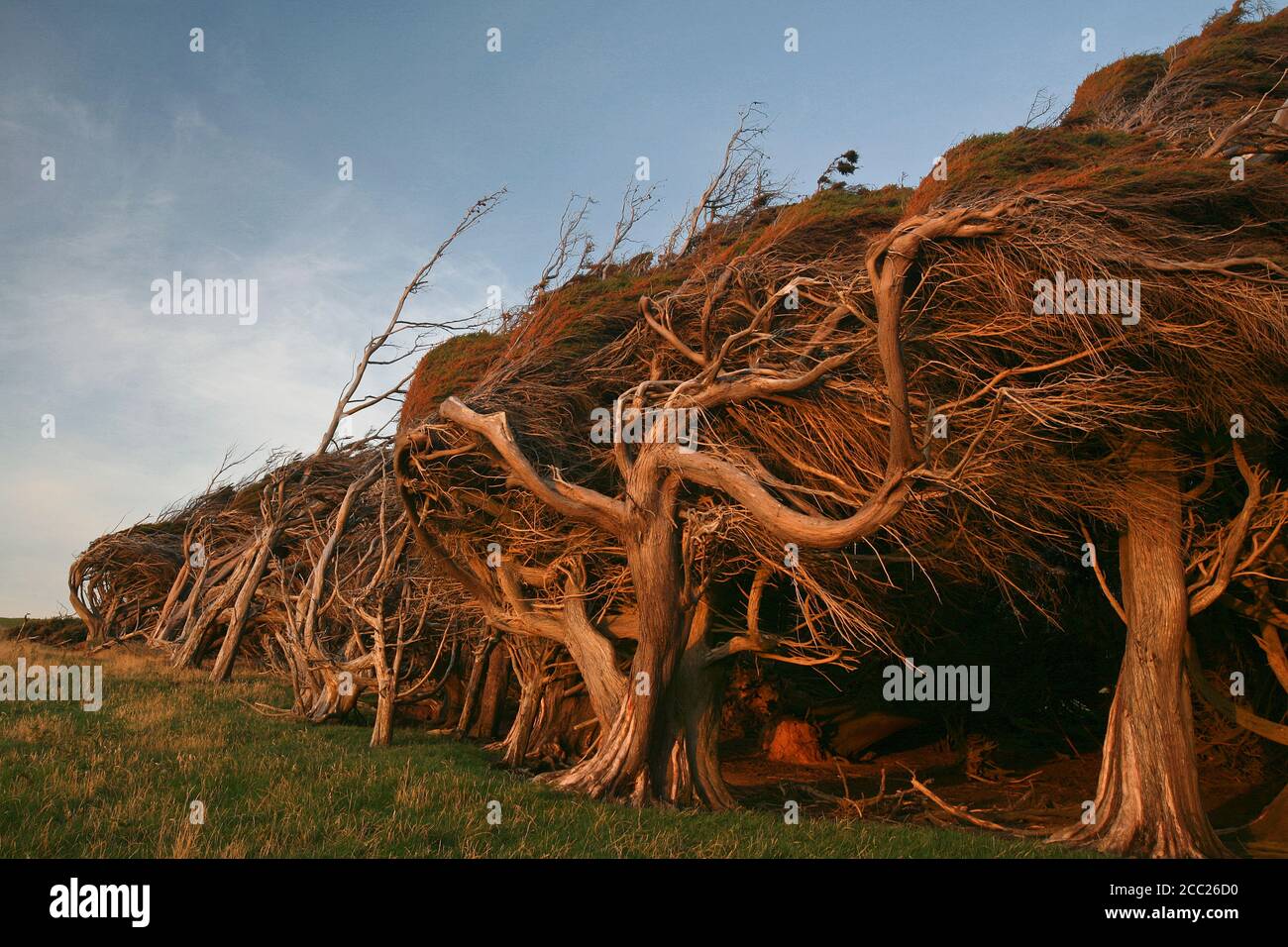 New Zealand, Grove, Bizarre trees Stock Photo - Alamy