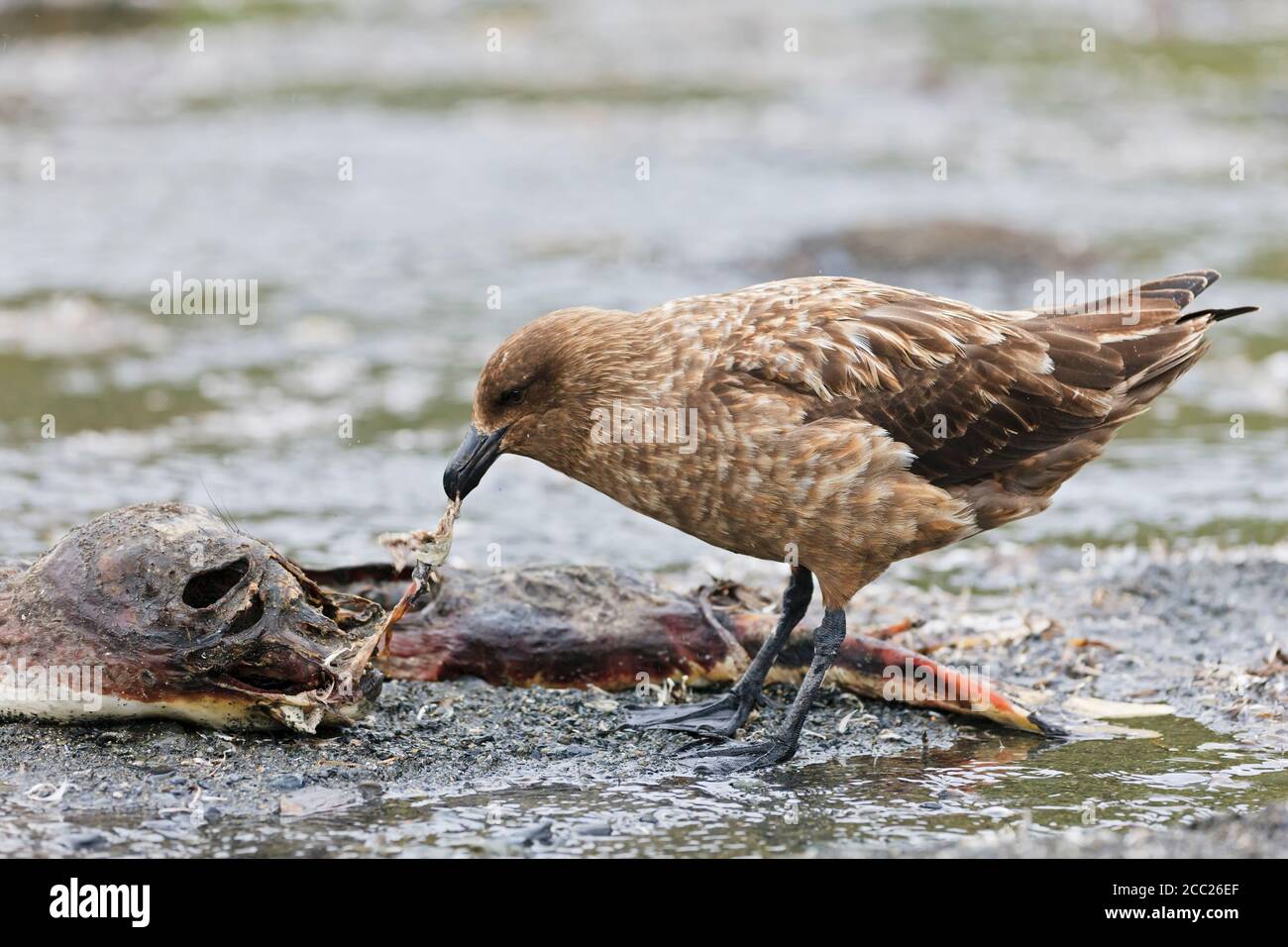 South Atlantic Ocean, United Kingdom, British Overseas Territories ...