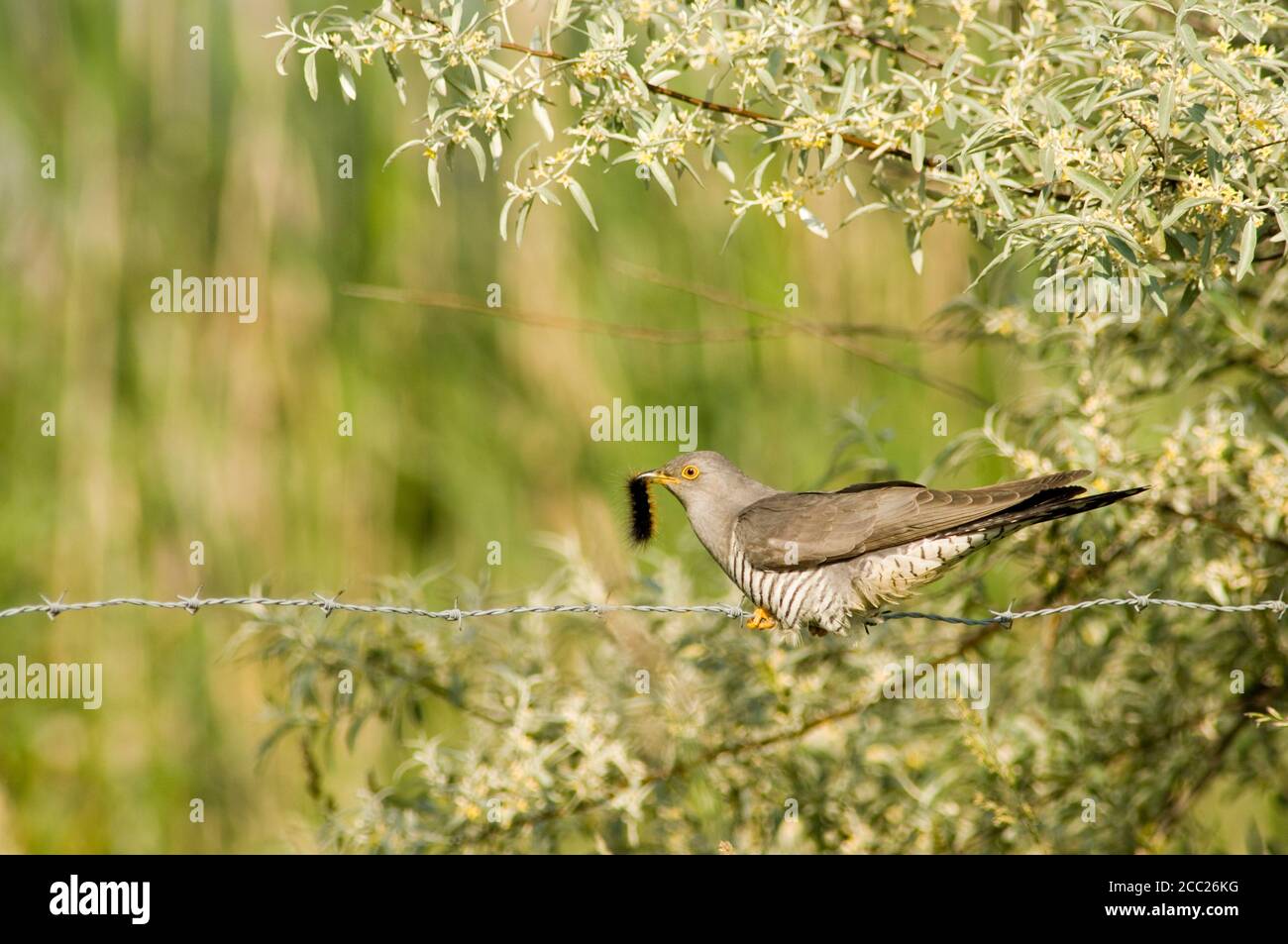 Cuckoo sitting on barbed wire, eating caterpillar Stock Photo - Alamy