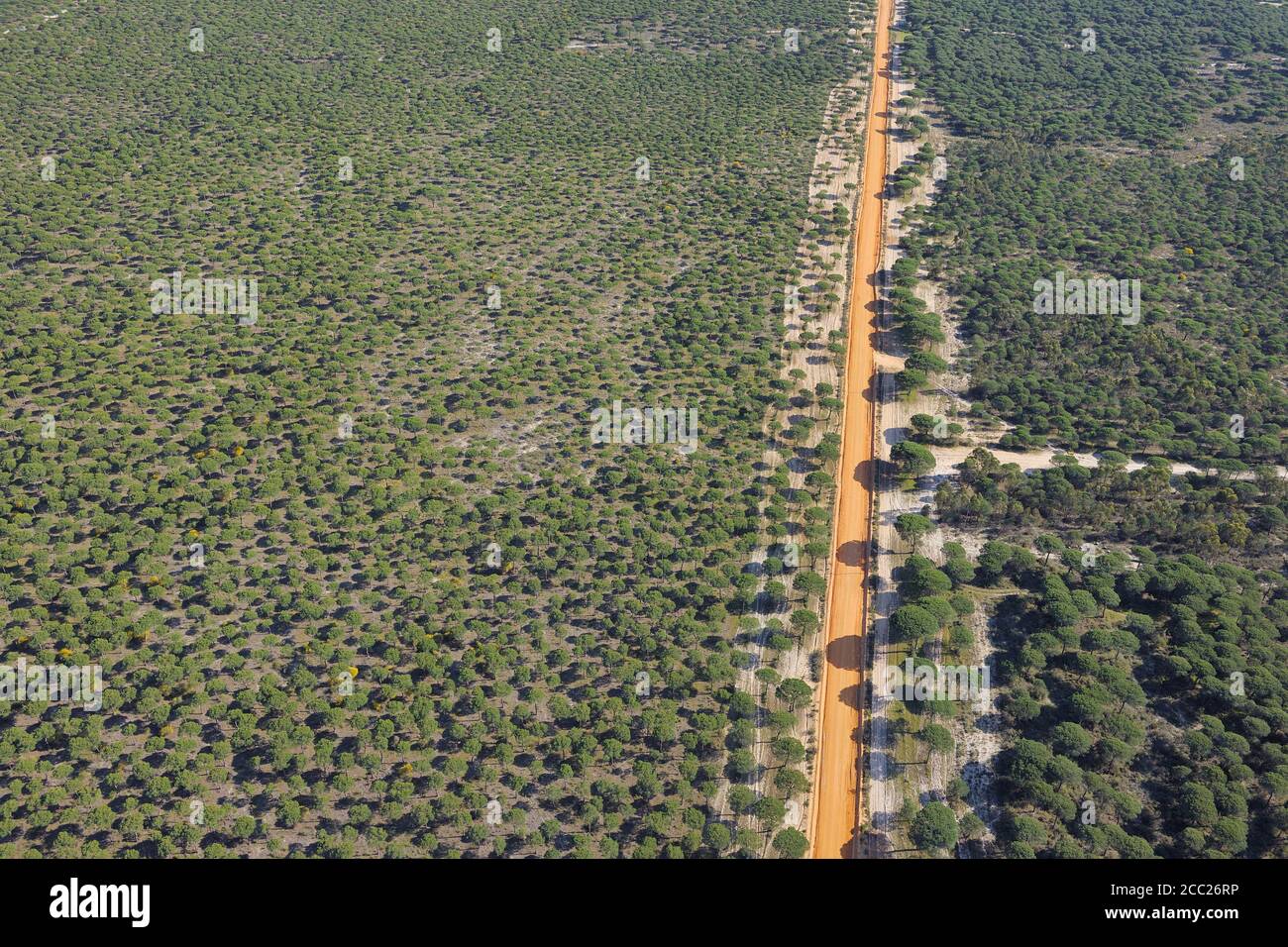 Spain, Andalusia, View of pine forest Stock Photo - Alamy
