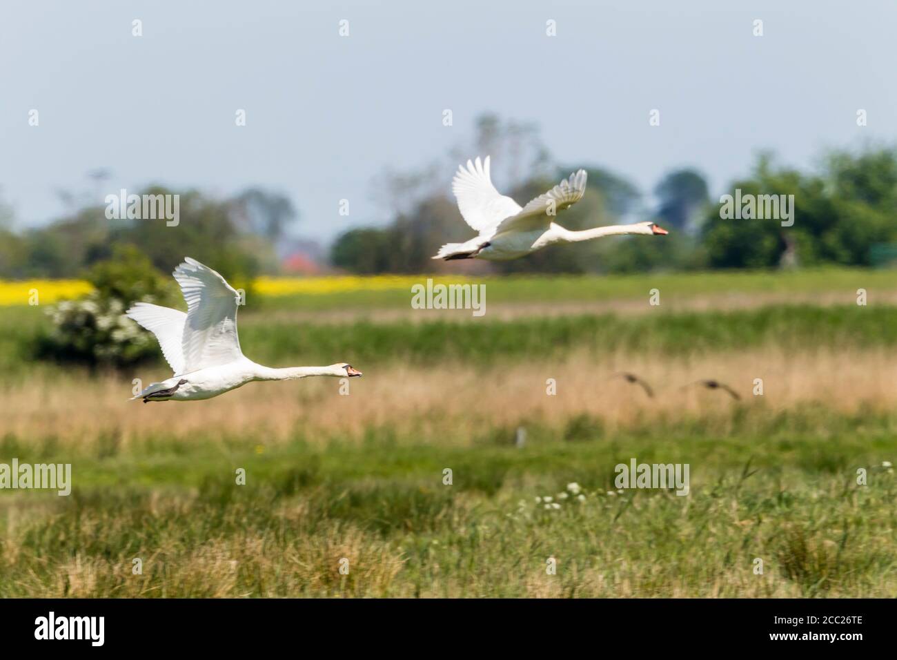 Swan birds hi-res stock photography and images - Alamy