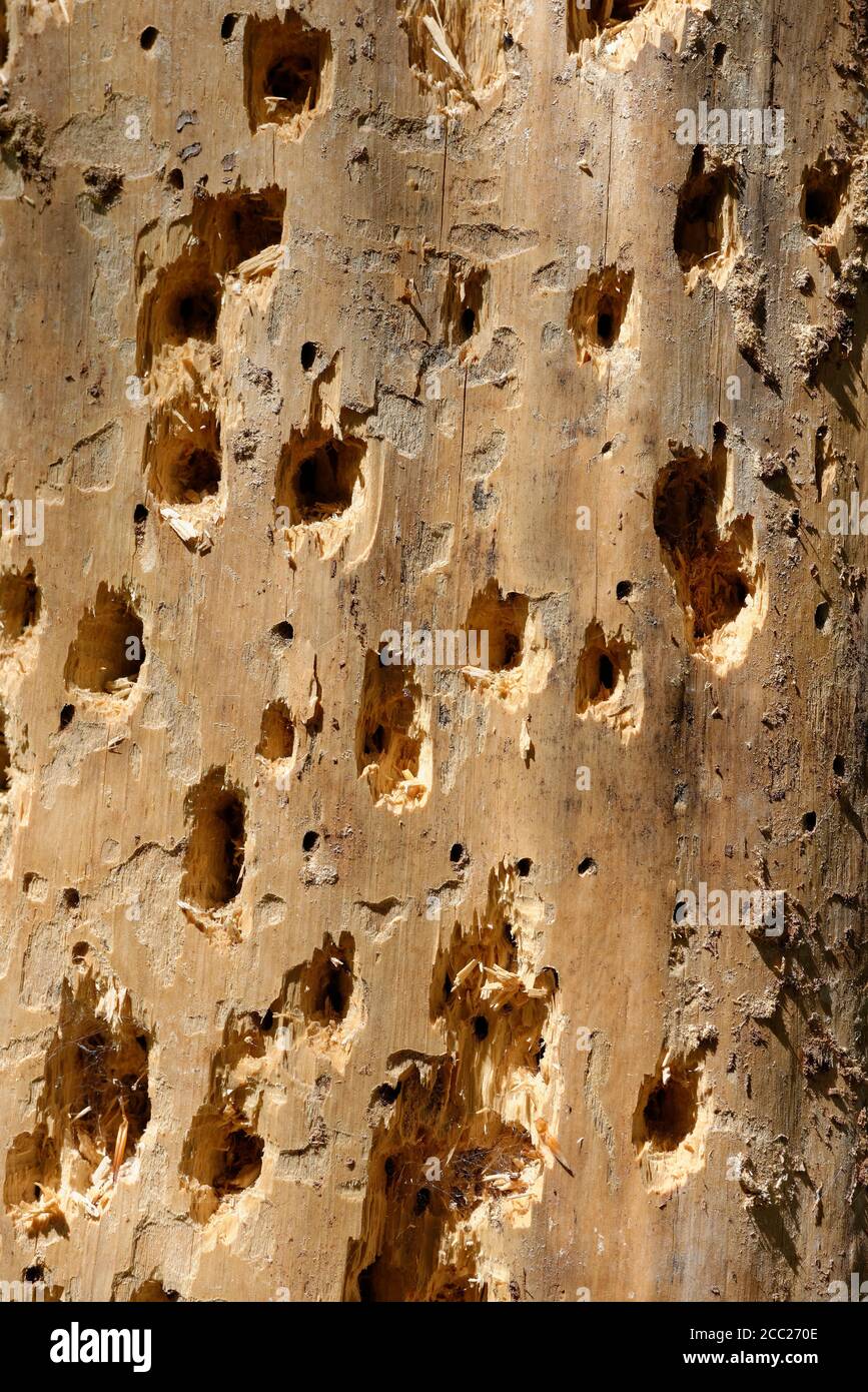 Holes dead tree hi-res stock photography and images - Alamy
