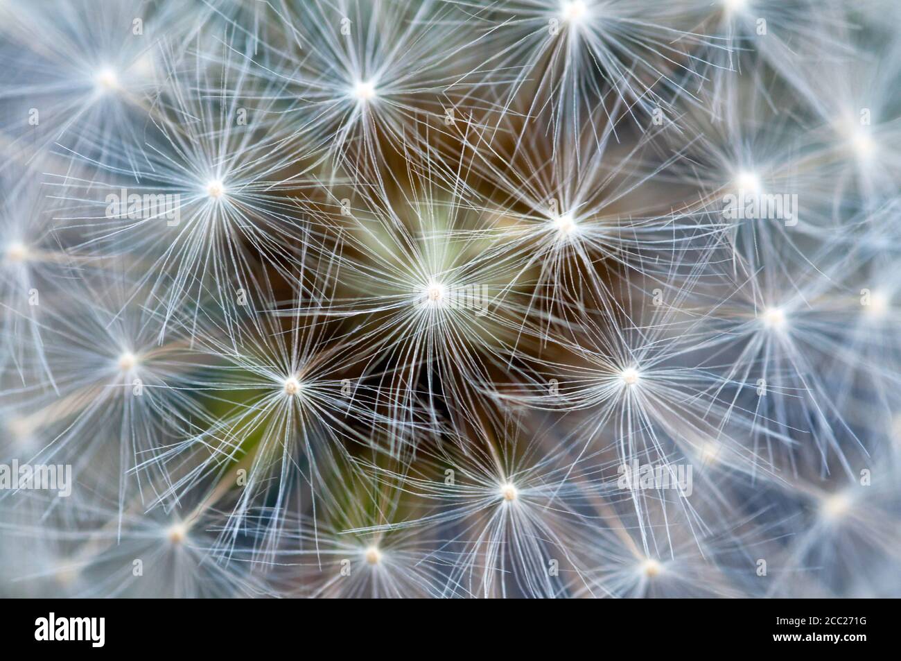 Dandelion structure hi-res stock photography and images - Alamy