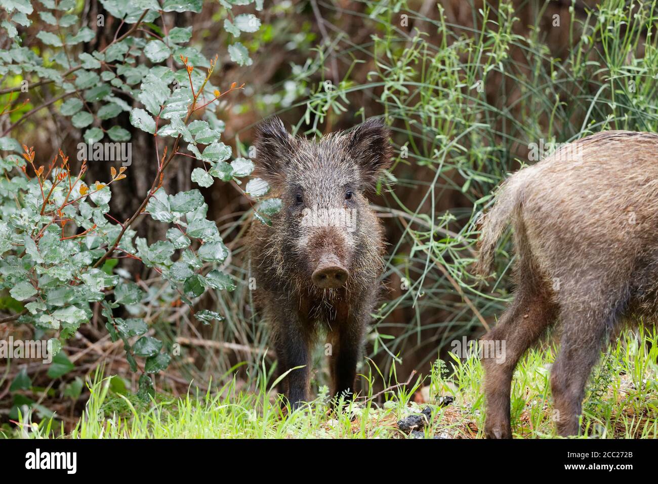 Turkey, Wild Boar in Dilek National Park Stock Photo - Alamy