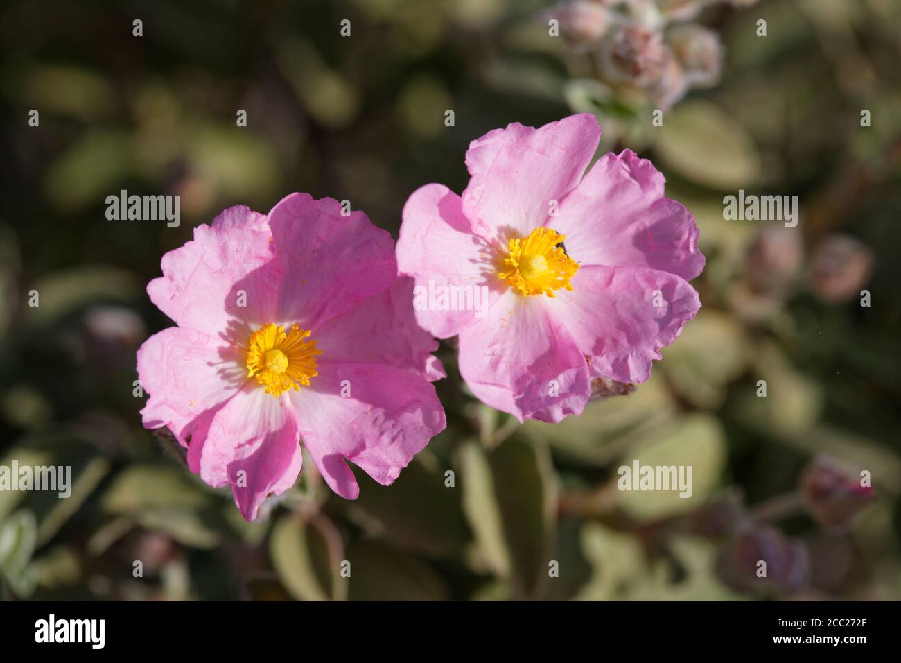 Rockrose stamen hi-res stock photography and images - Alamy