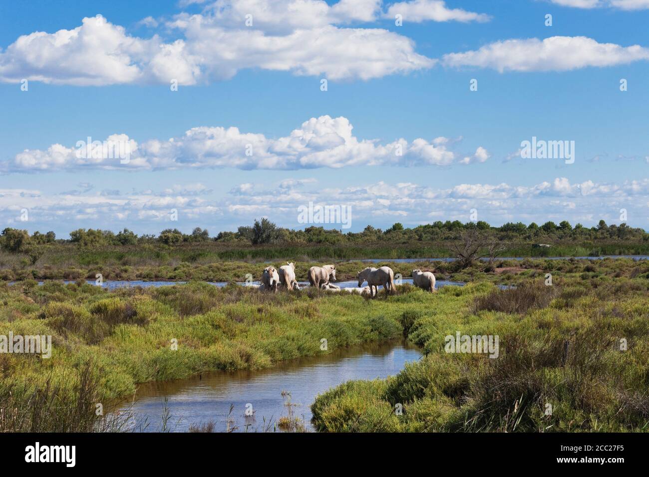 Marshy animals hi-res stock photography and images - Alamy