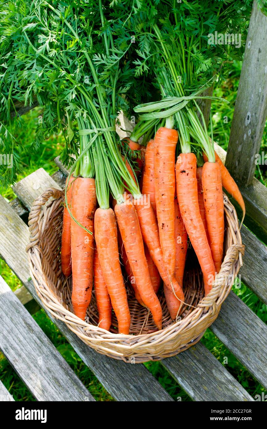 Bunch of carrots hi-res stock photography and images - Alamy