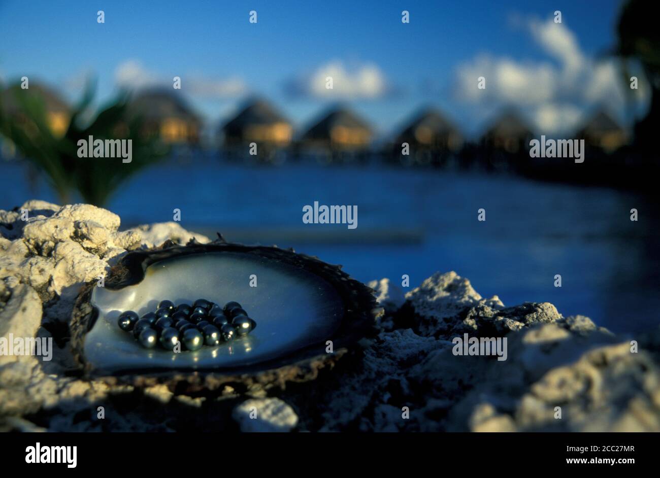 Black pearls in an oyster, French Polynesia Stock Photo - Alamy