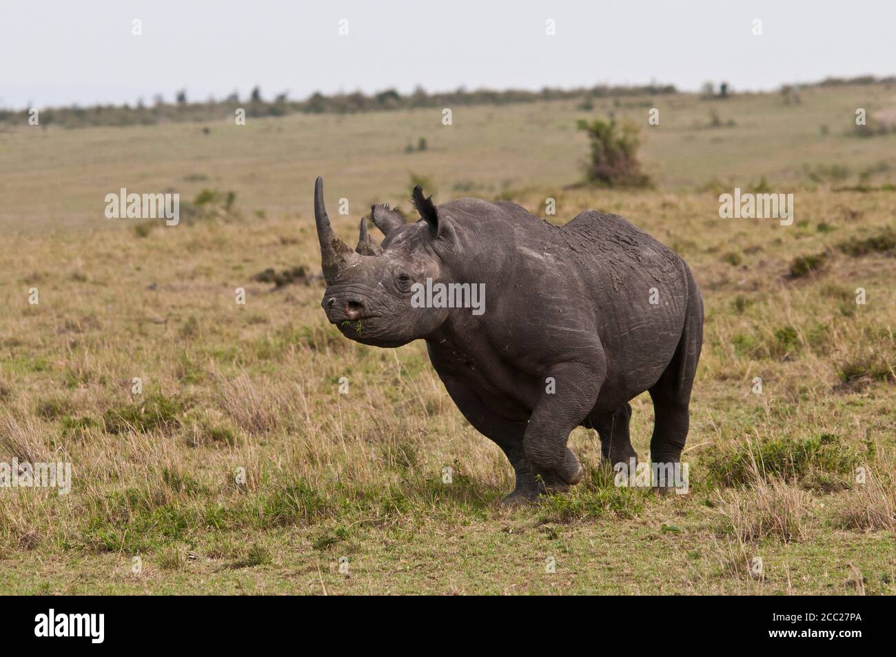 Black rhinoceros running hi-res stock photography and images - Alamy