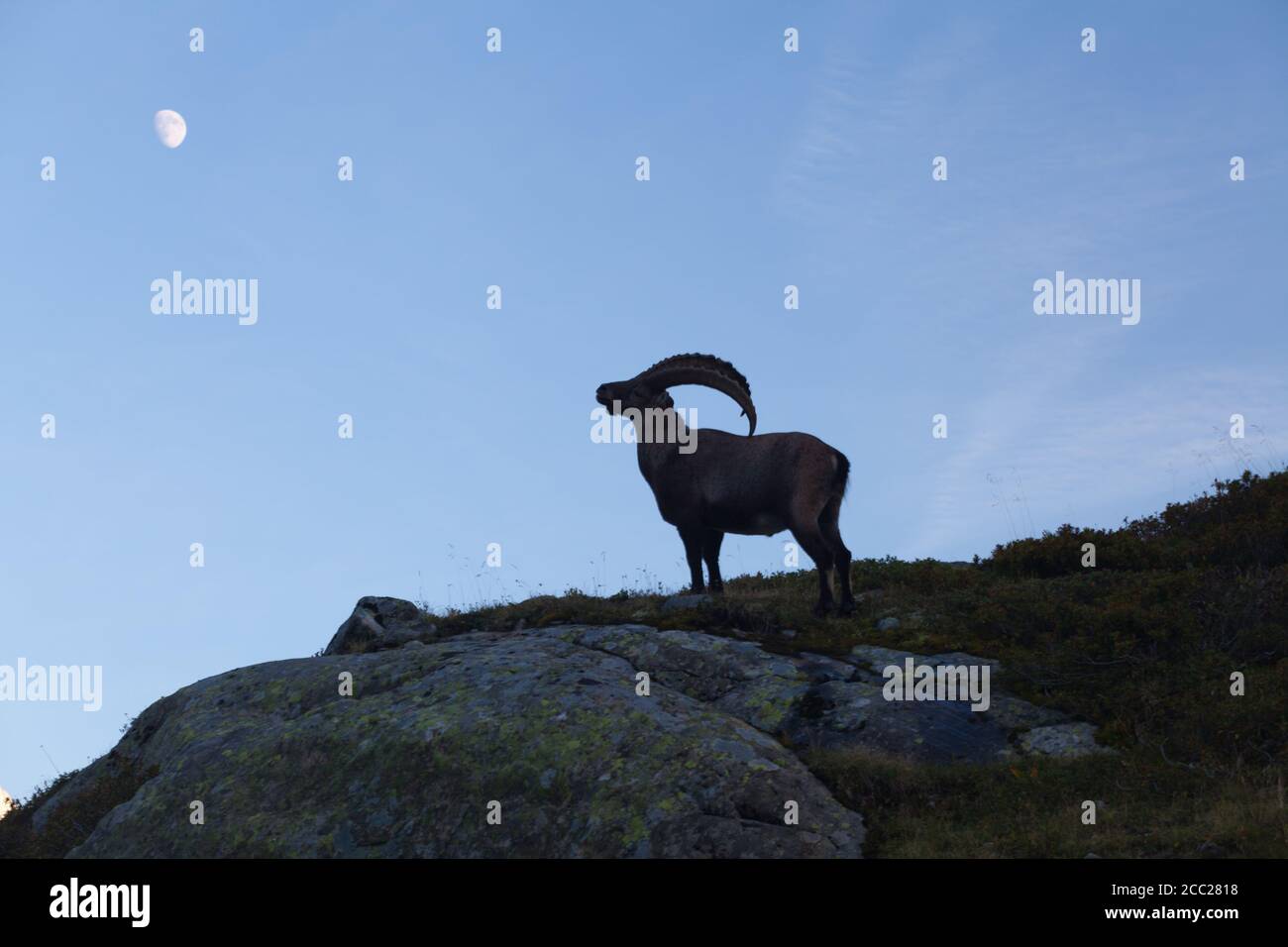 Mountain goat jumping hi-res stock photography and images - Alamy