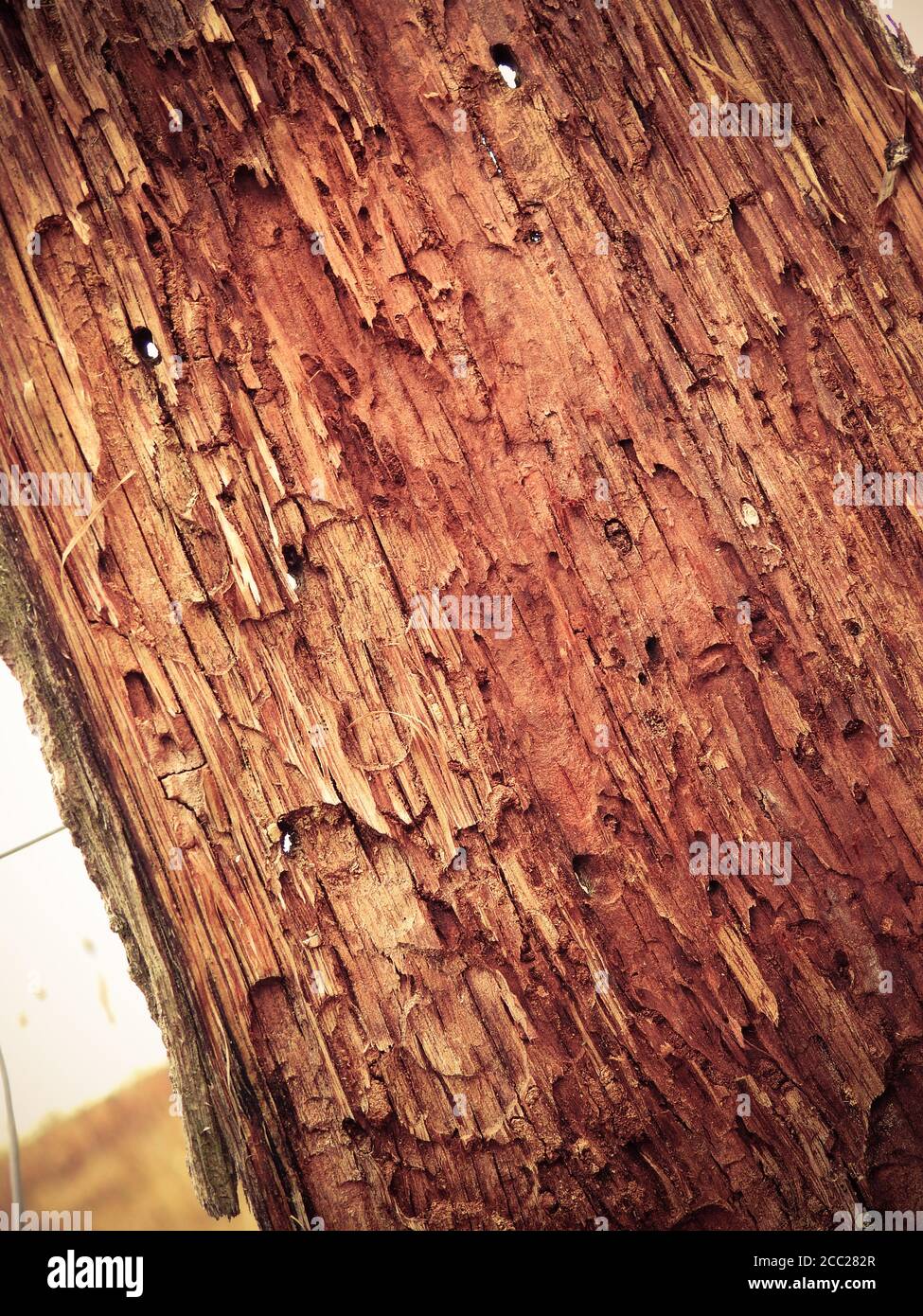 Large piece of wood from inside Stock Photo - Alamy