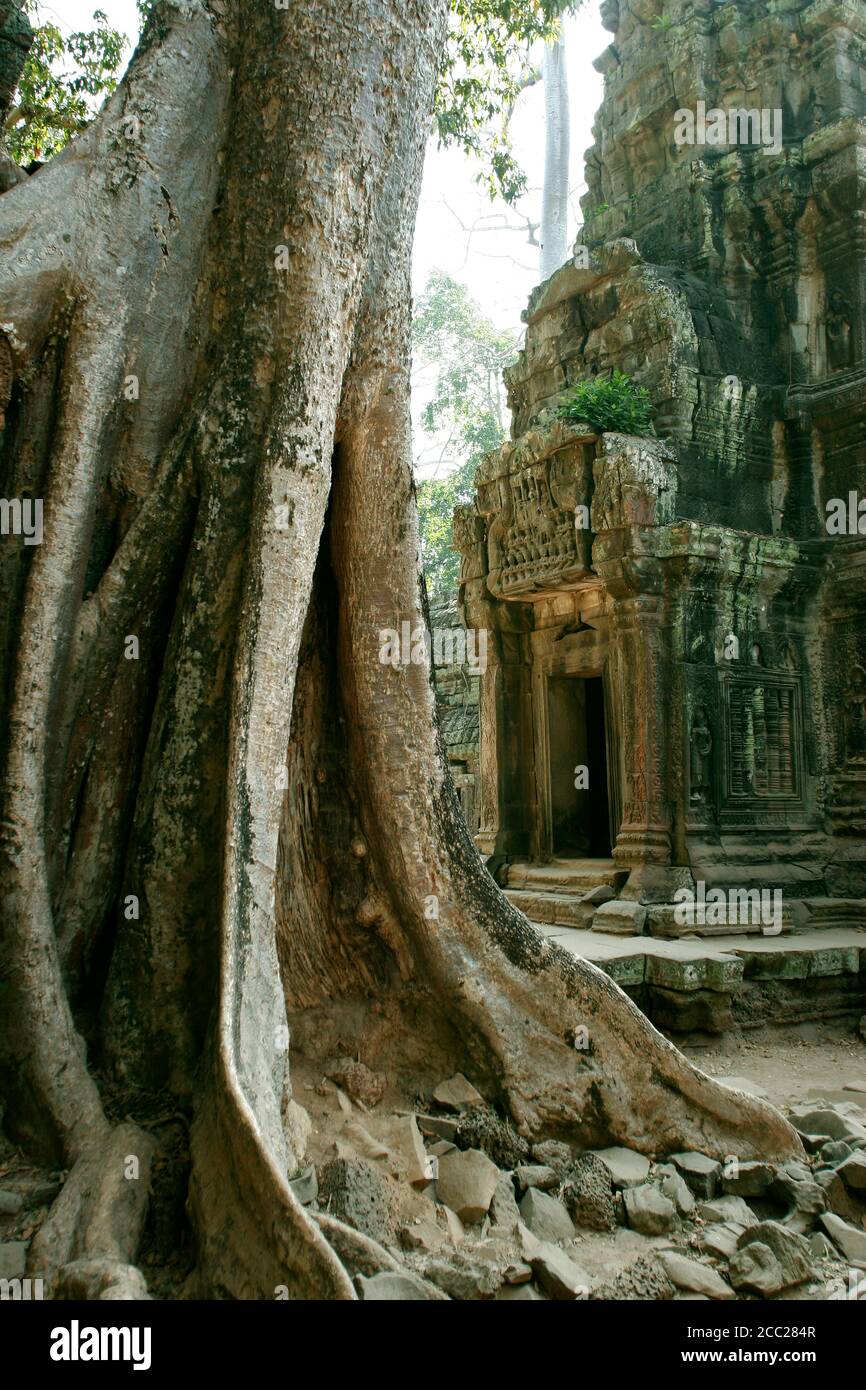 Cambodia, Angkor, Siem Reap, Ta Prohm temple and tree roots Stock Photo ...