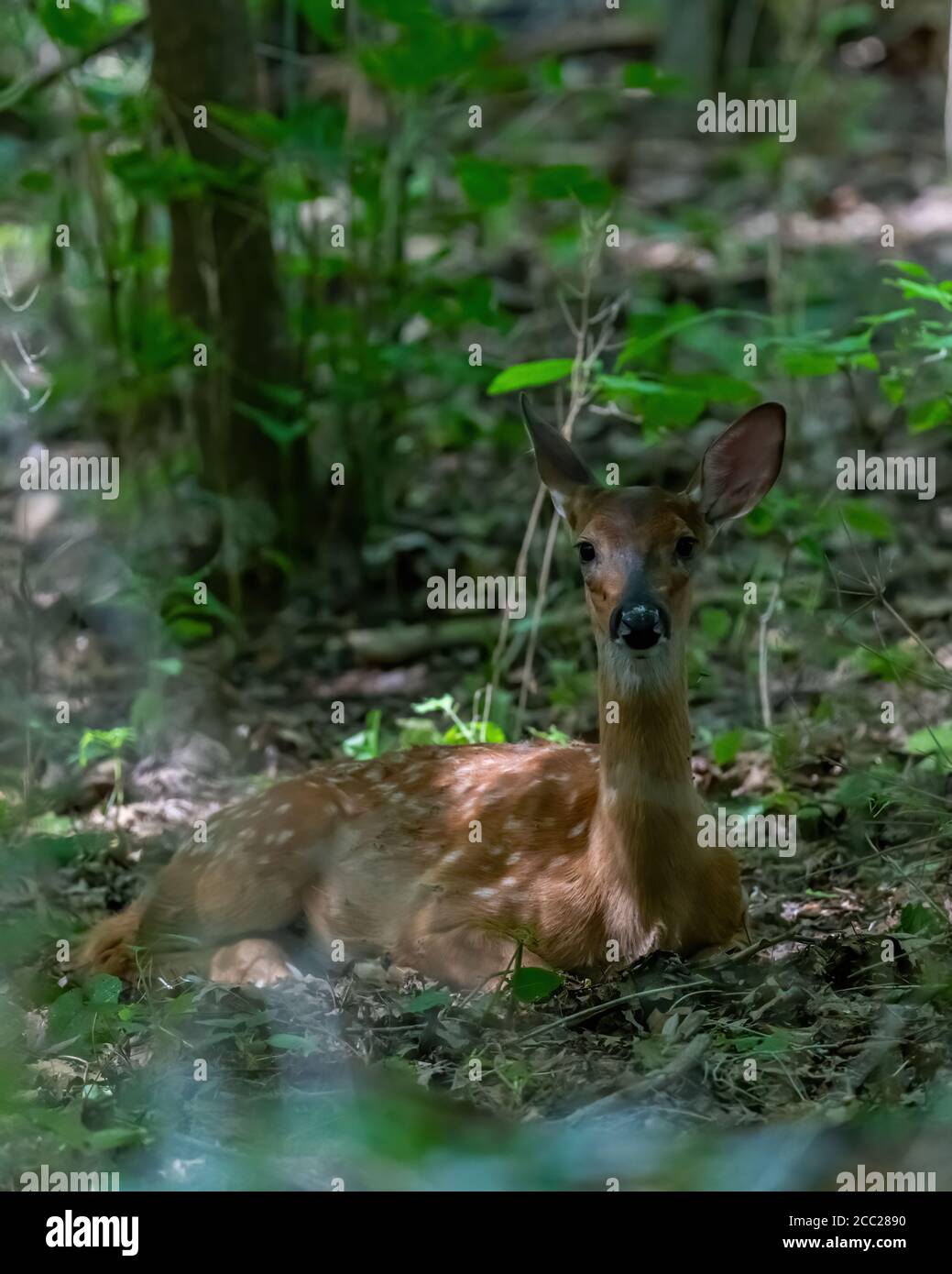 Fawn Lying In The High Resolution Stock Photography and Images - Alamy