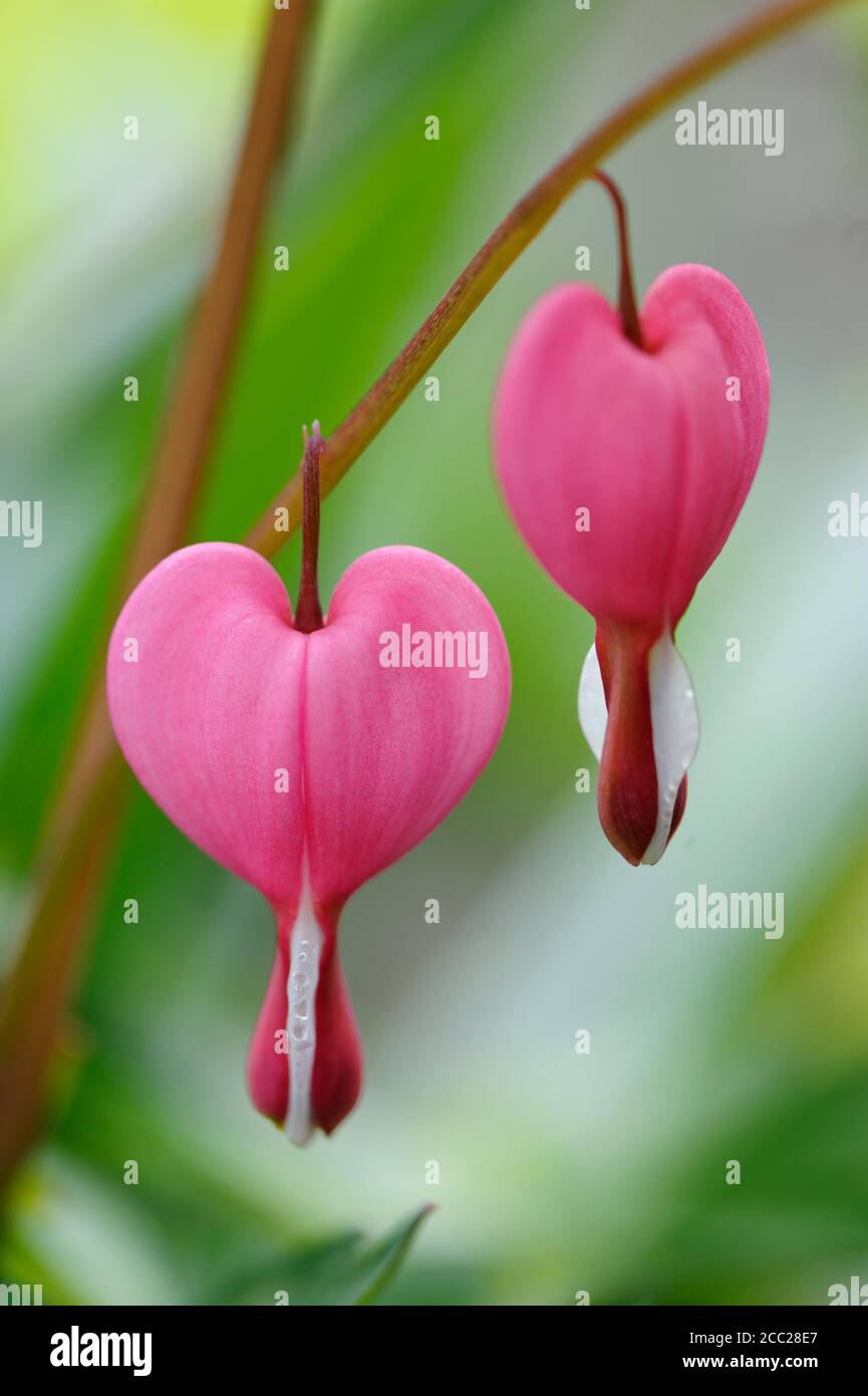 Lyre flower hi-res stock photography and images - Alamy