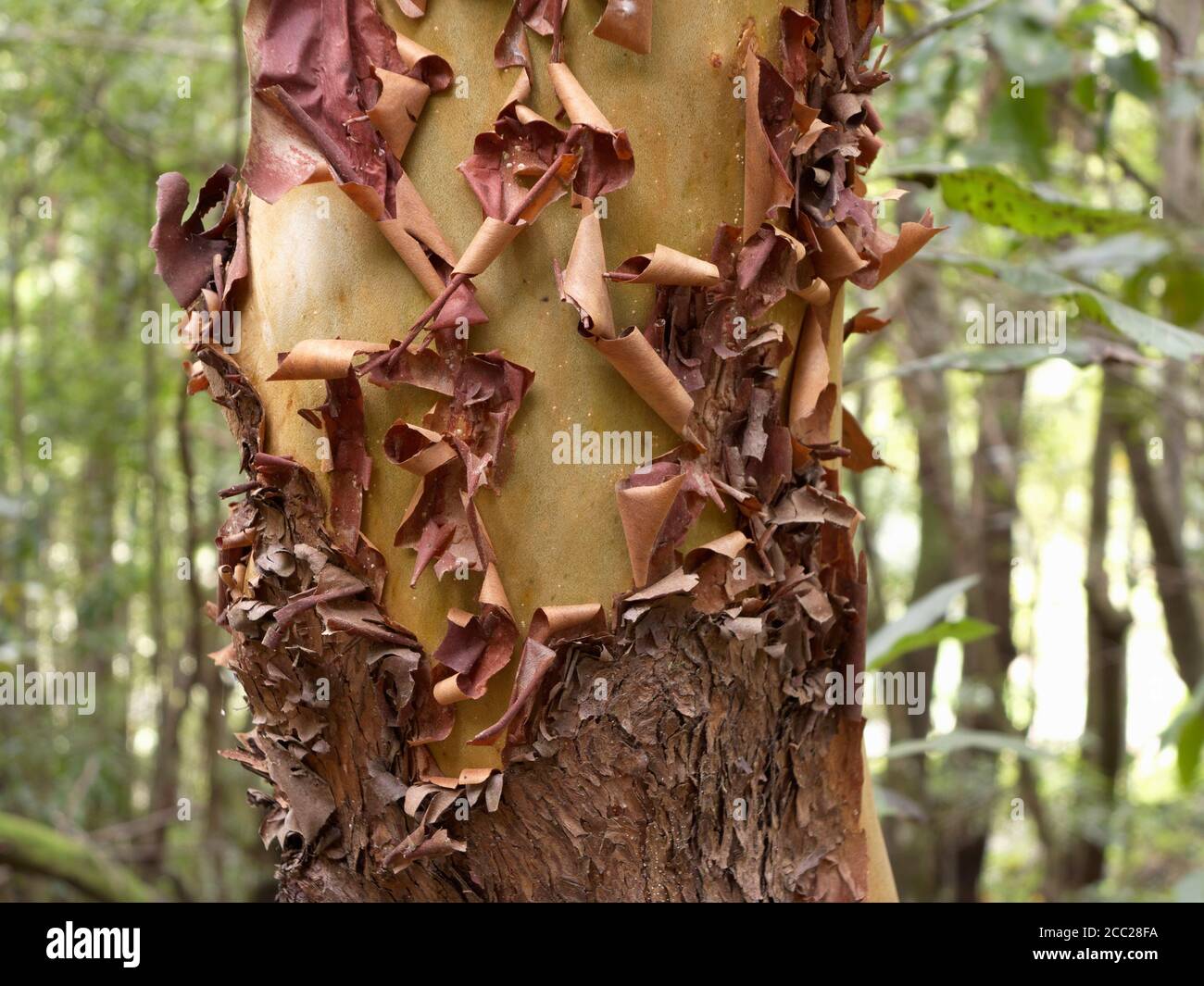 The madrono hi-res stock photography and images - Alamy