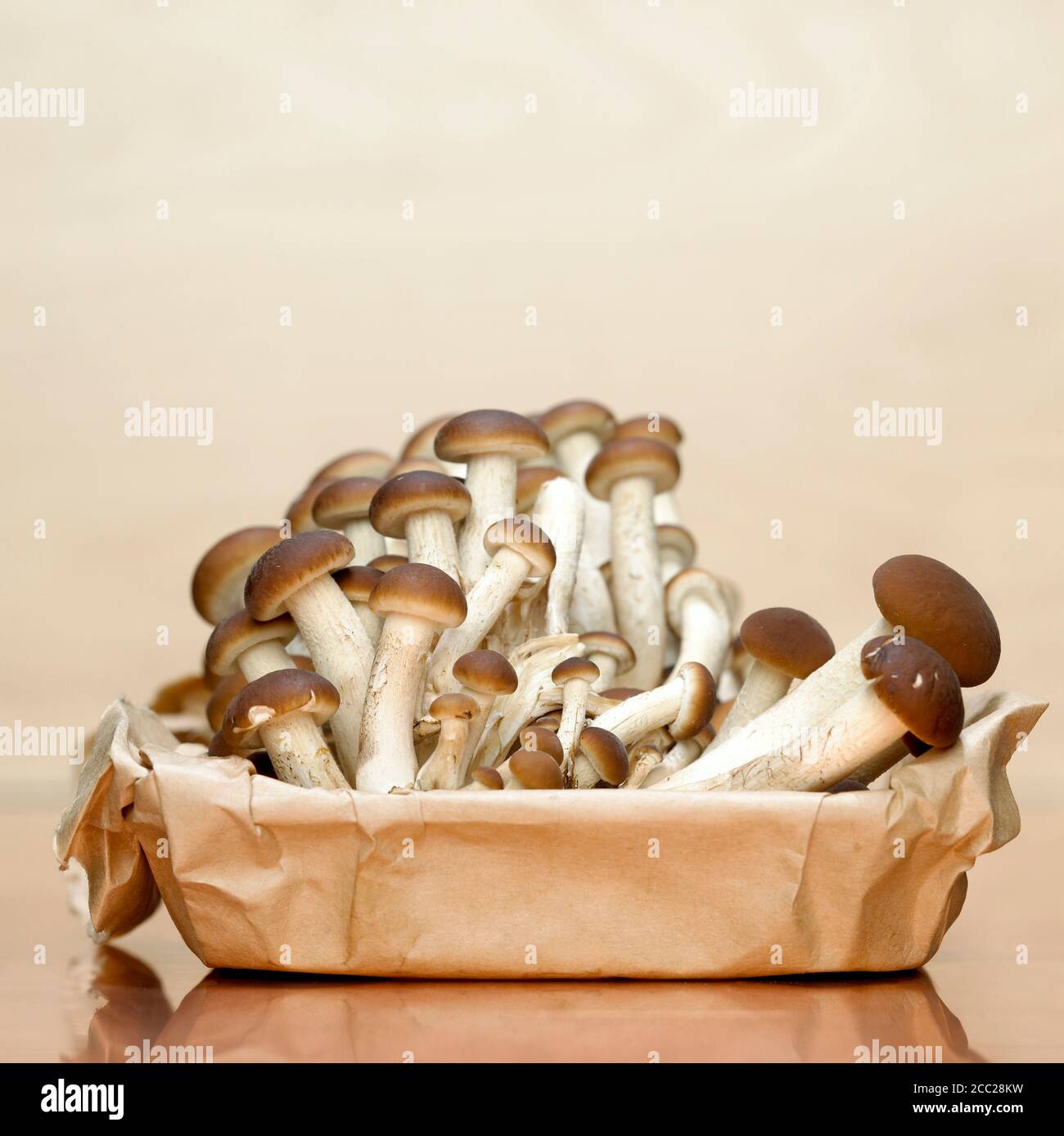 Paper mushrooms hi-res stock photography and images - Alamy