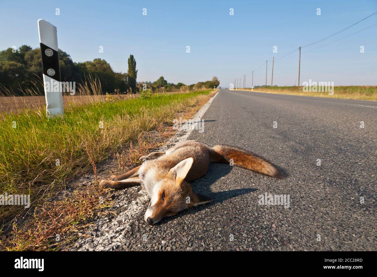 Dead red fox on country road hi-res stock photography and images - Alamy