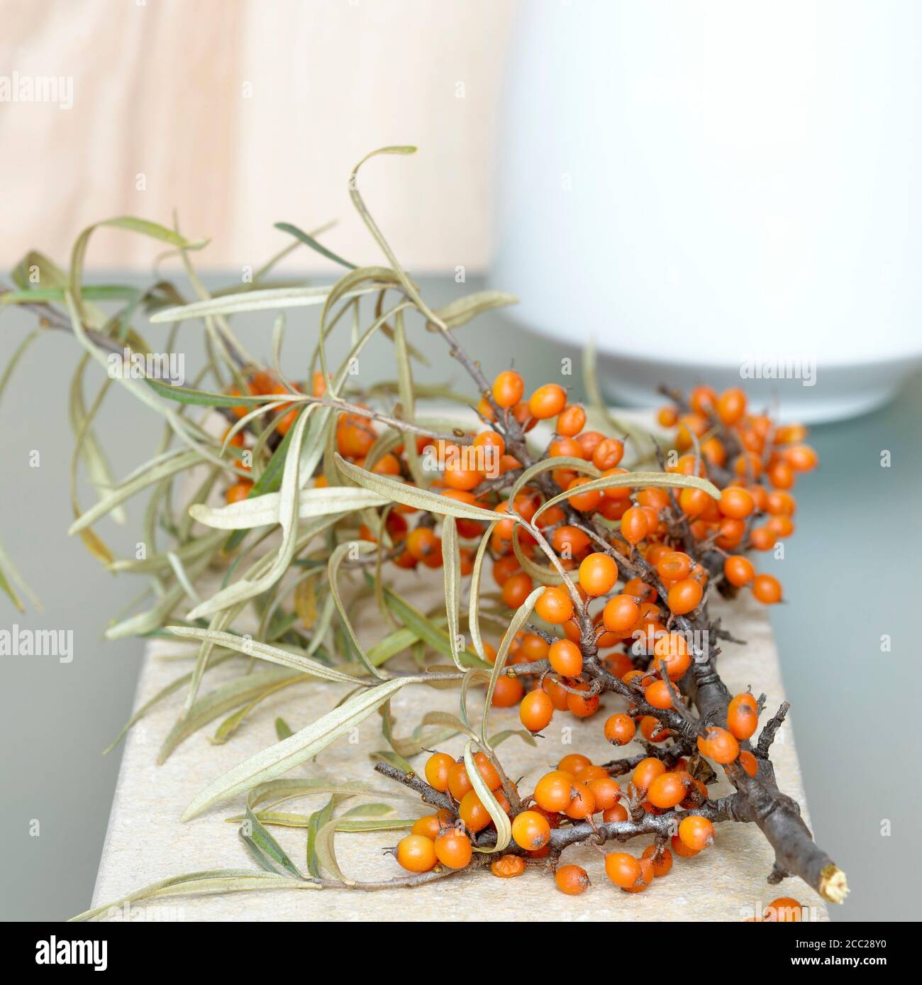 Bunch Of Sea Buckthorn Hippophae Rhamnoides High Resolution Stock ...