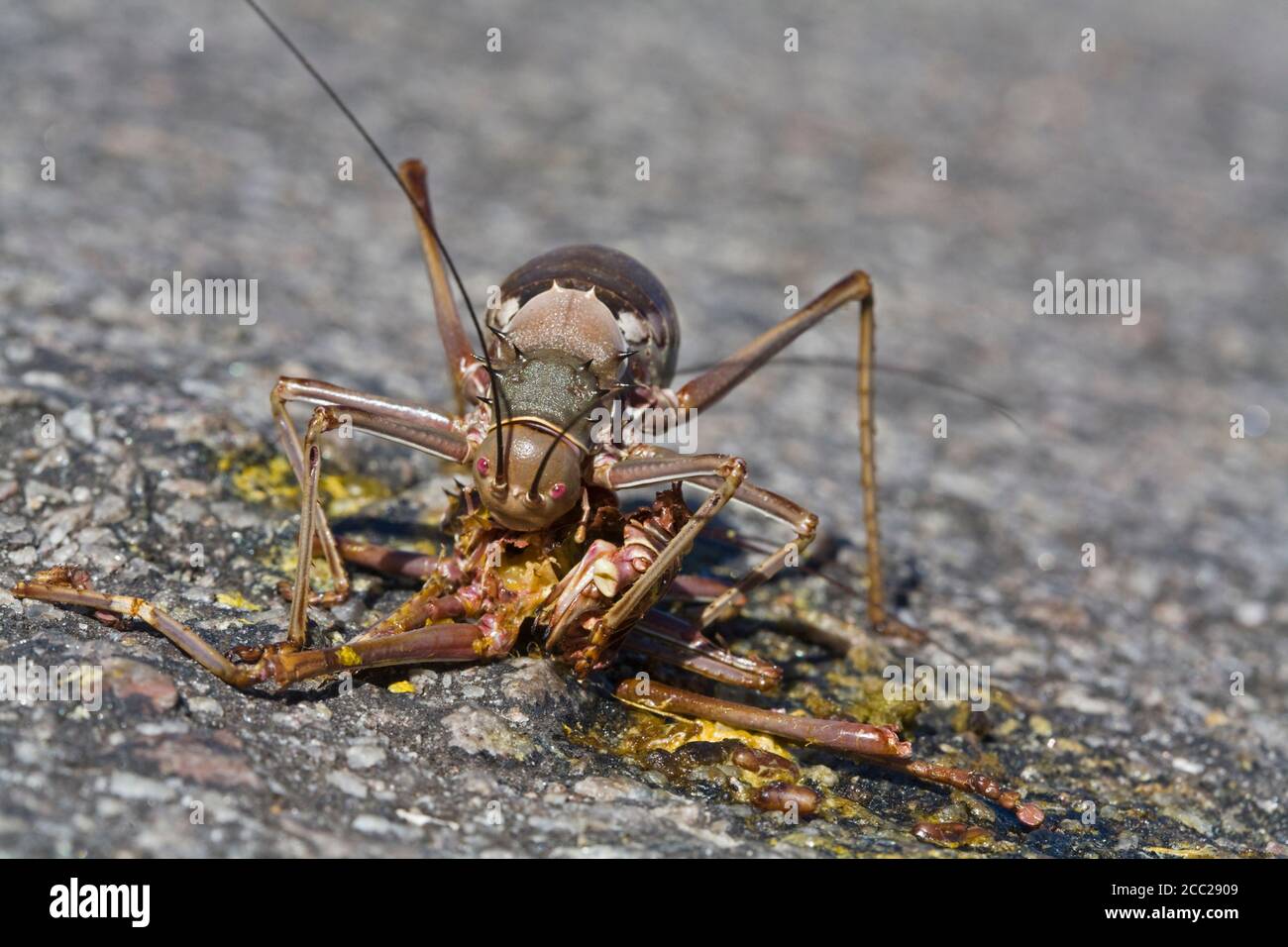 Armored cricket hi-res stock photography and images - Alamy