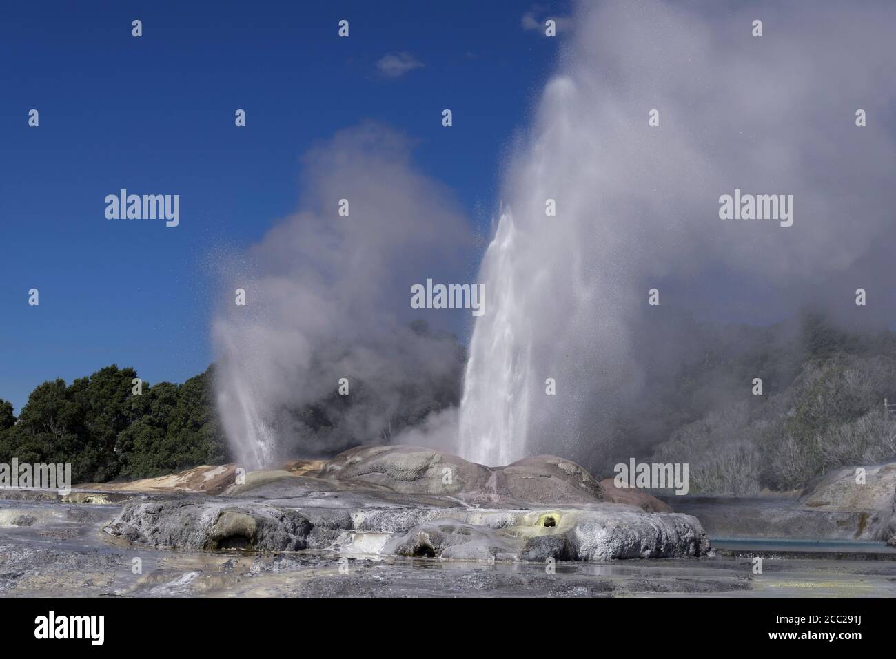 New Zealand, View of Pohutu Geyser at Whakarewarewa Stock Photo - Alamy