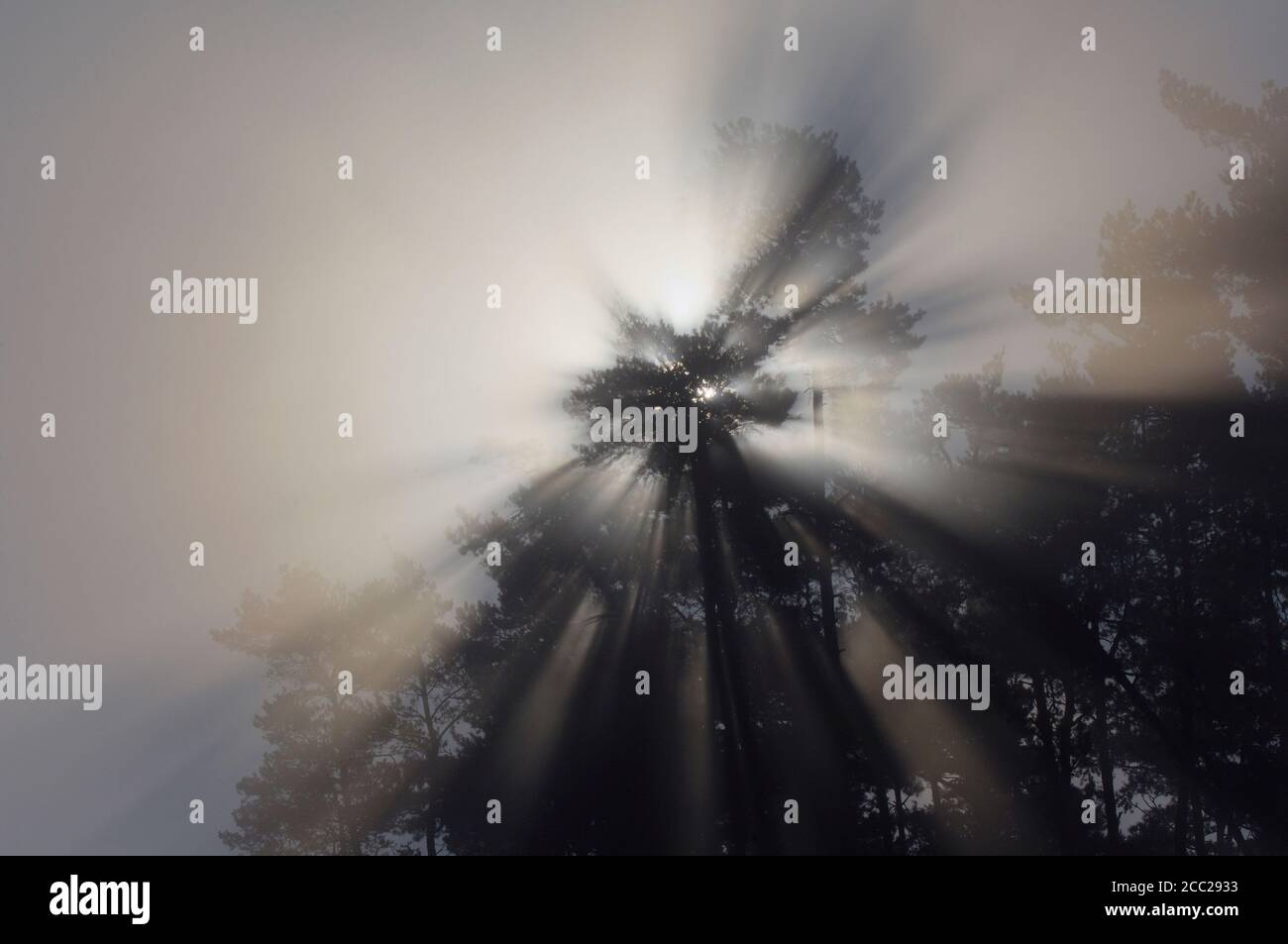 Sunbeams through trees hi-res stock photography and images - Alamy