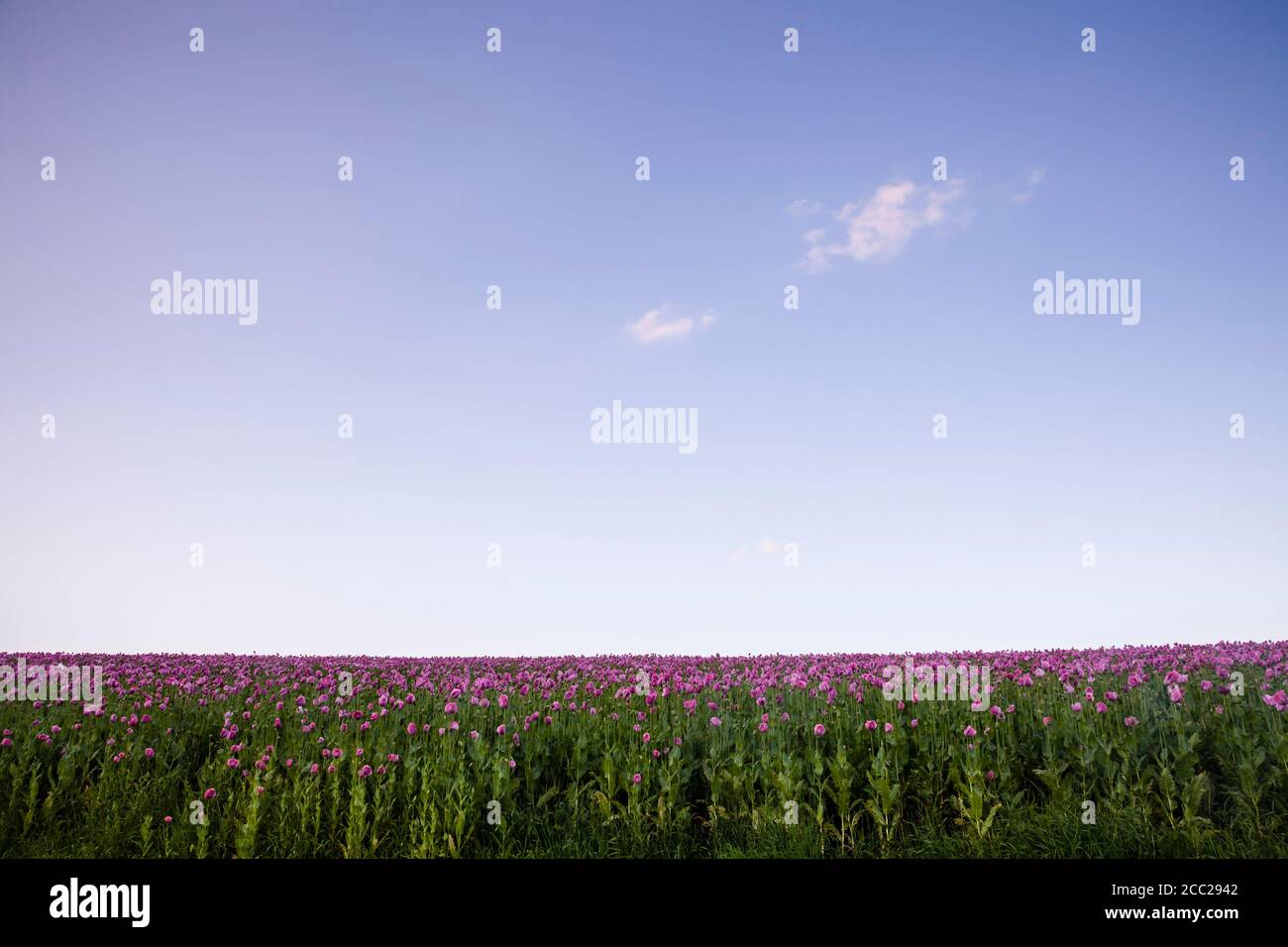 Optimum plant growth hi-res stock photography and images - Alamy