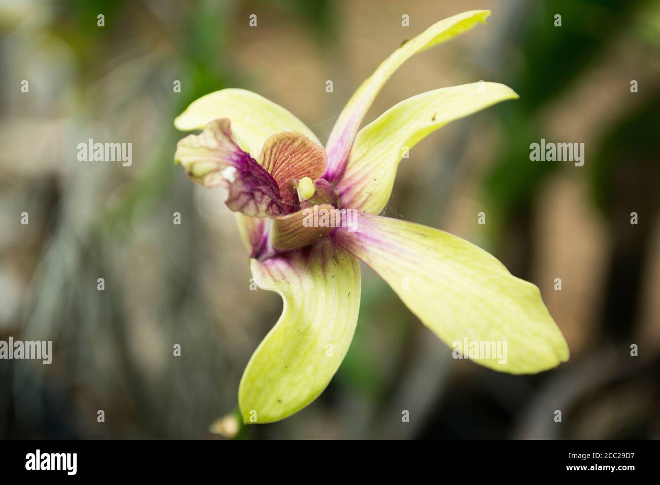 Exotic Yellow Orchid In The Garden With A Blur Background Stock Photo ...