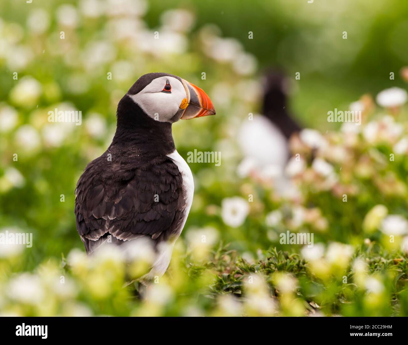 Puffins perching on grass hi-res stock photography and images - Alamy