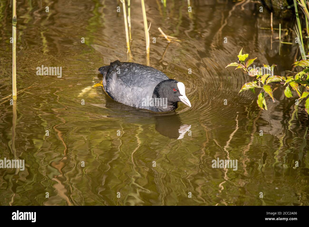 High angle shot of a coot swimming on the surface of the water Stock ...