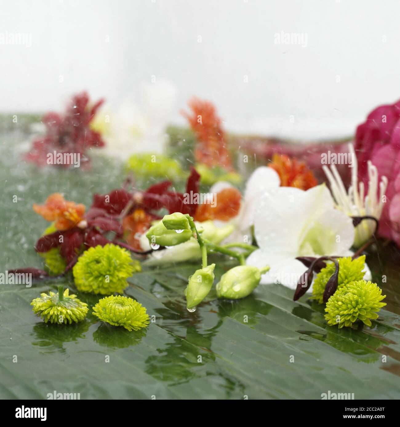 Various blossoms hi-res stock photography and images - Alamy