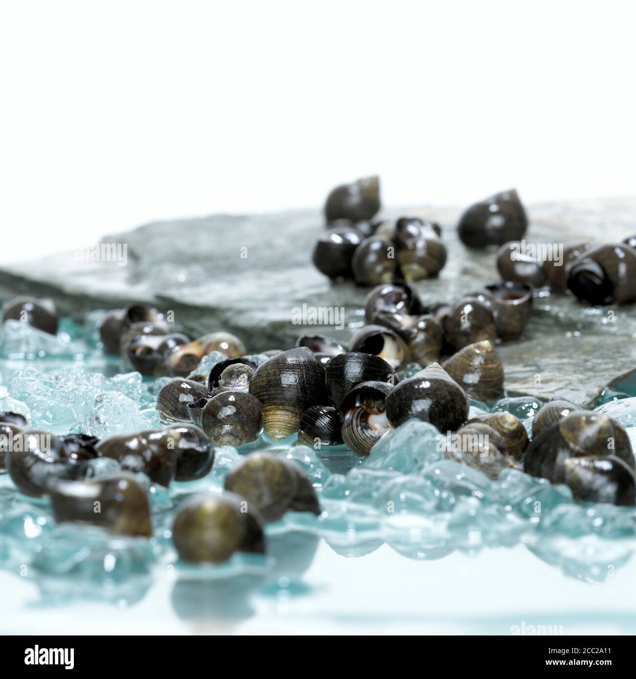 Ice snails hi-res stock photography and images - Alamy