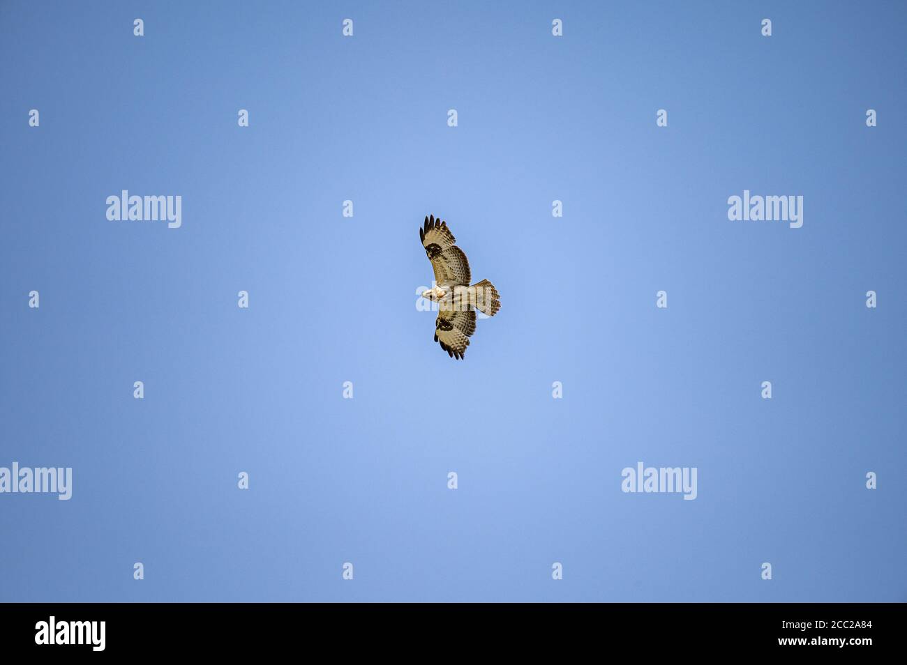 Low angle long shot of an eagle flying in the sky Stock Photo - Alamy
