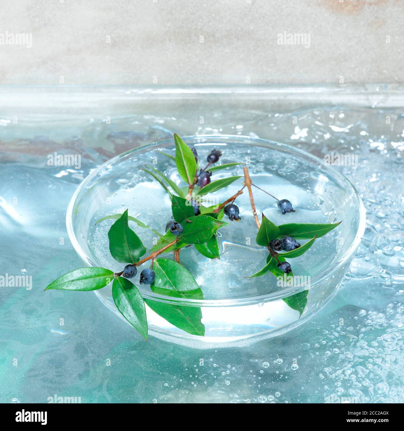 Myrtle berries in glas bowl (Myrtus communis), close-up Stock Photo - Alamy