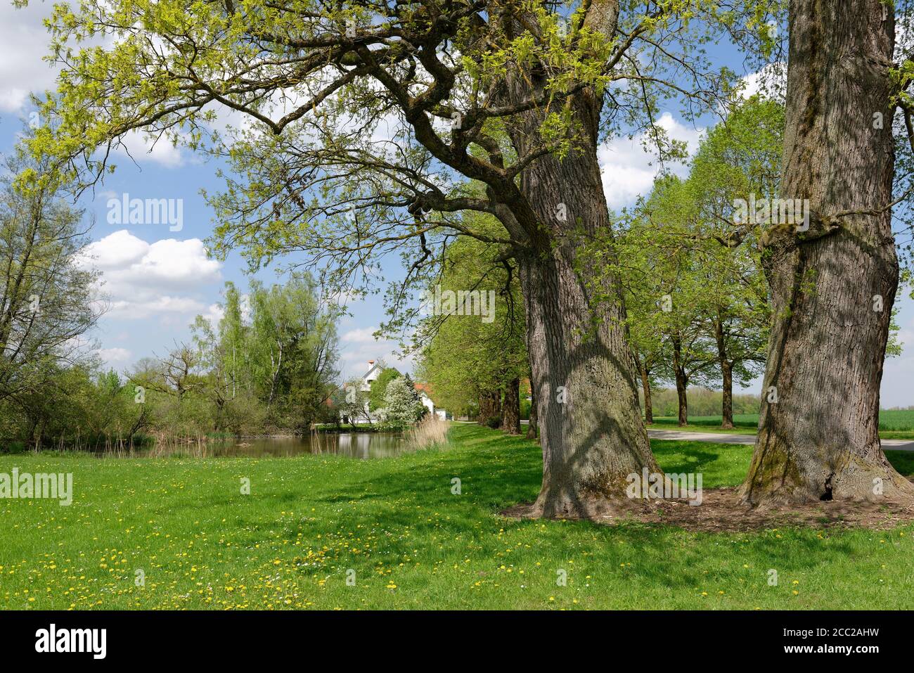 River oak tree hi-res stock photography and images - Alamy
