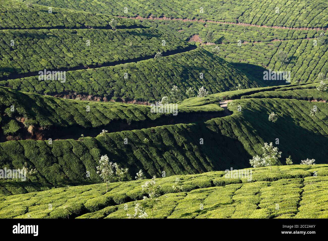 India tea plantations hi-res stock photography and images - Alamy