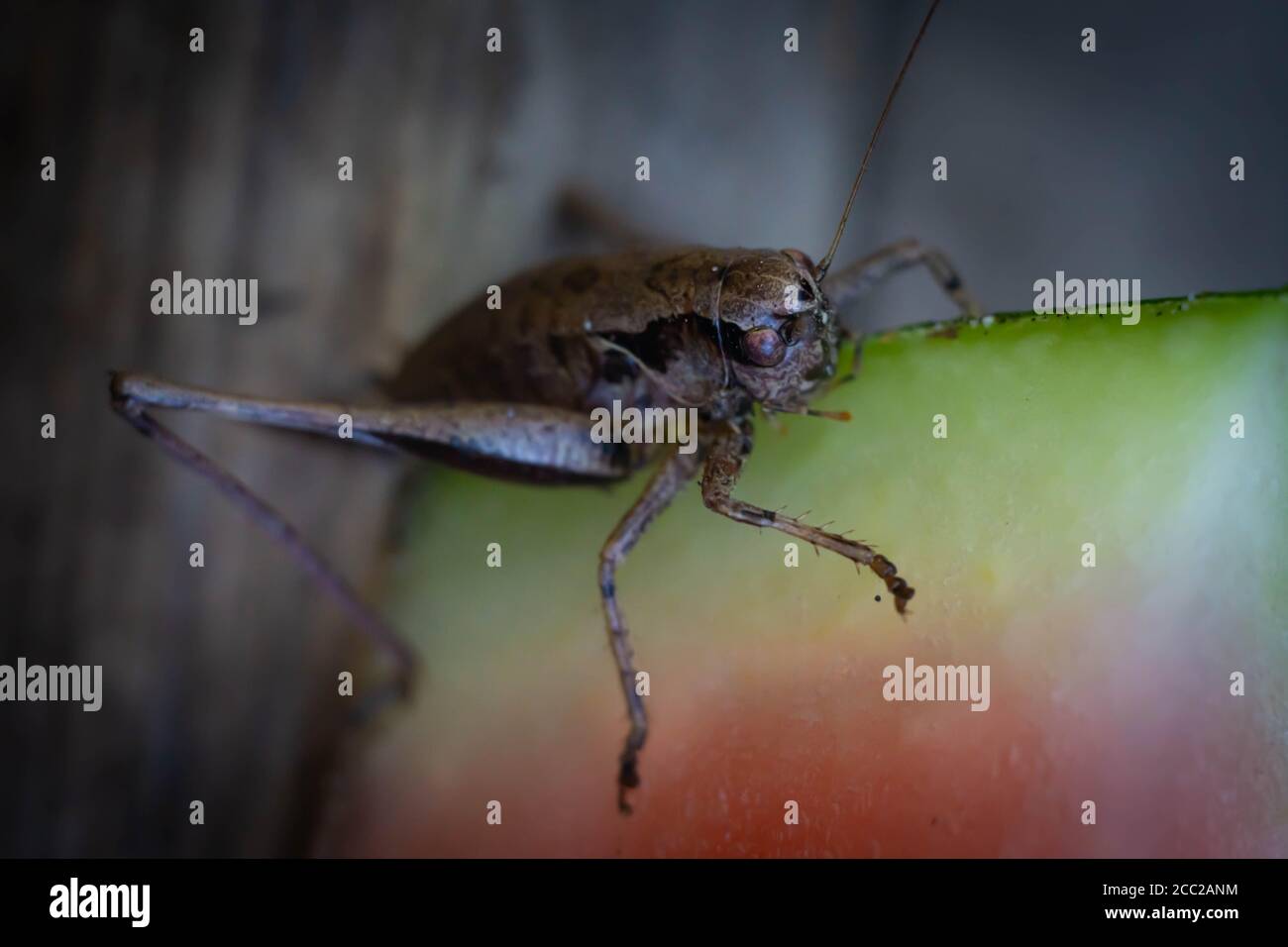 Macro photo shoot of a big cricket met in wild european nature Stock ...